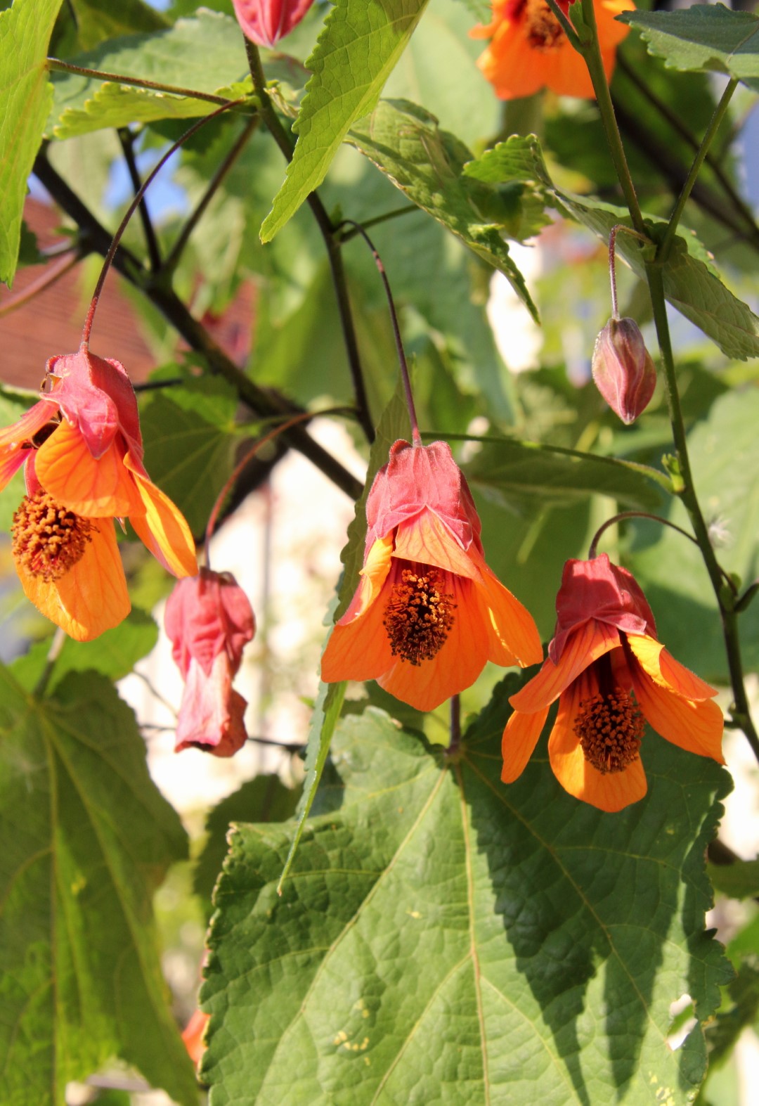 Abutilon ‘Patrick Synge’ | Pan Global Plants