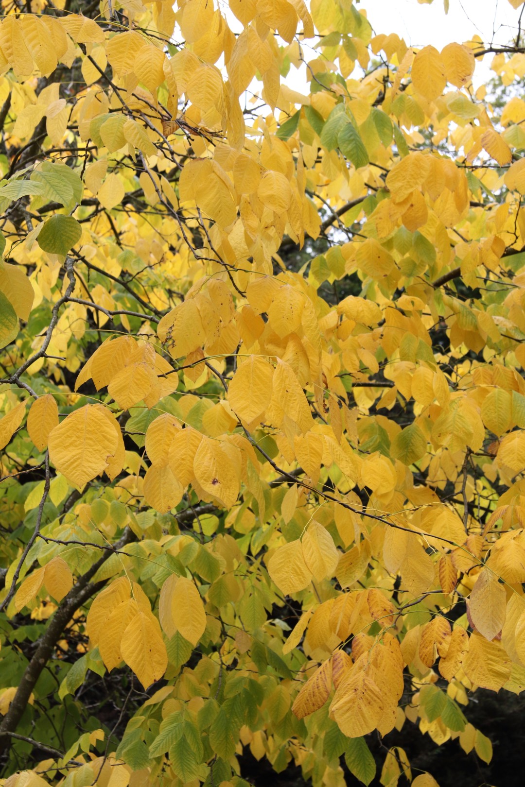 Cladrastis kentukea | Pan Global Plants