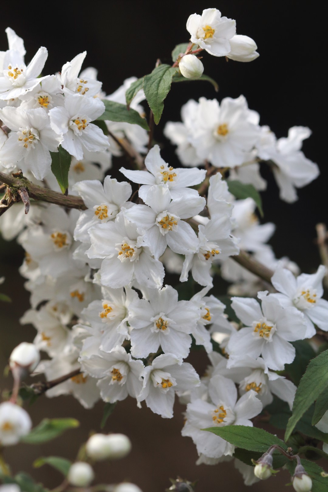 Deutzia glomeruliflora | Pan Global Plants