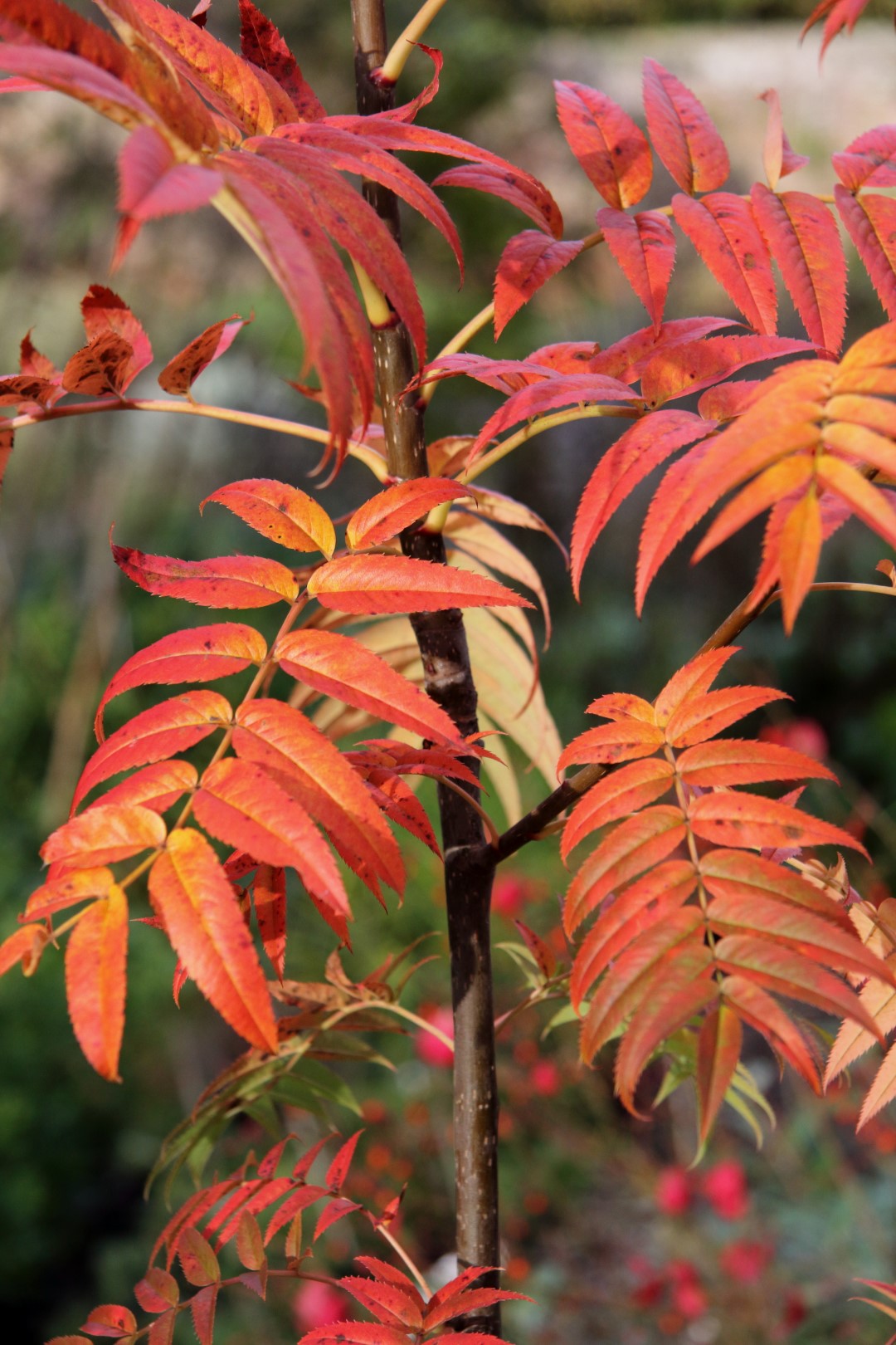 Sorbus ulleungensis ‘Dodong’ | Pan Global Plants