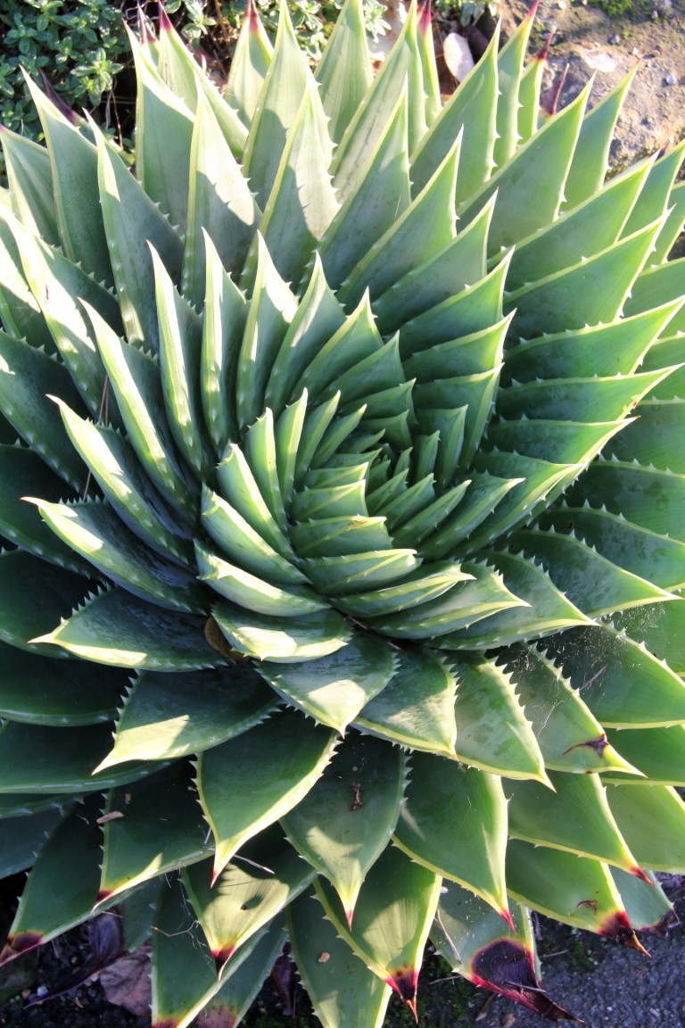 Sida hermaphrodita | Pan Global Plants