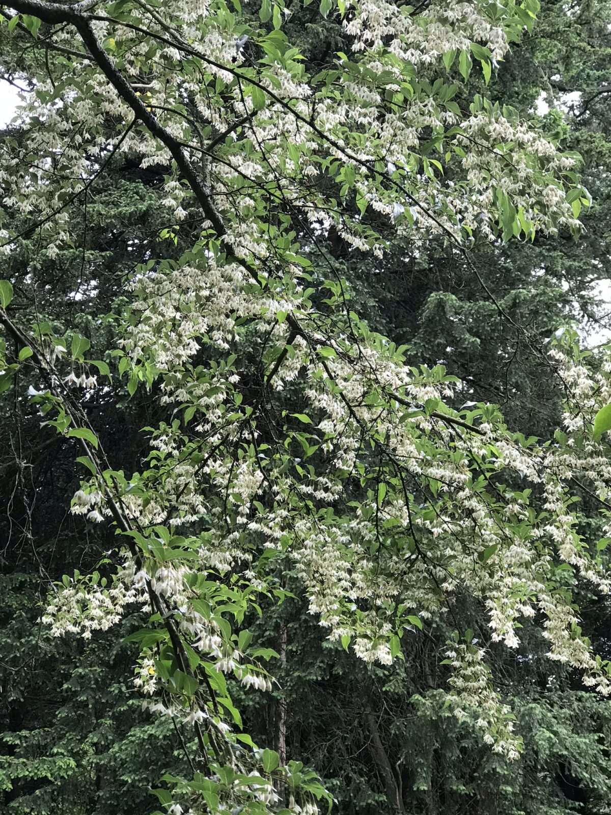 Styrax formosanus var. formosanus | Pan Global Plants
