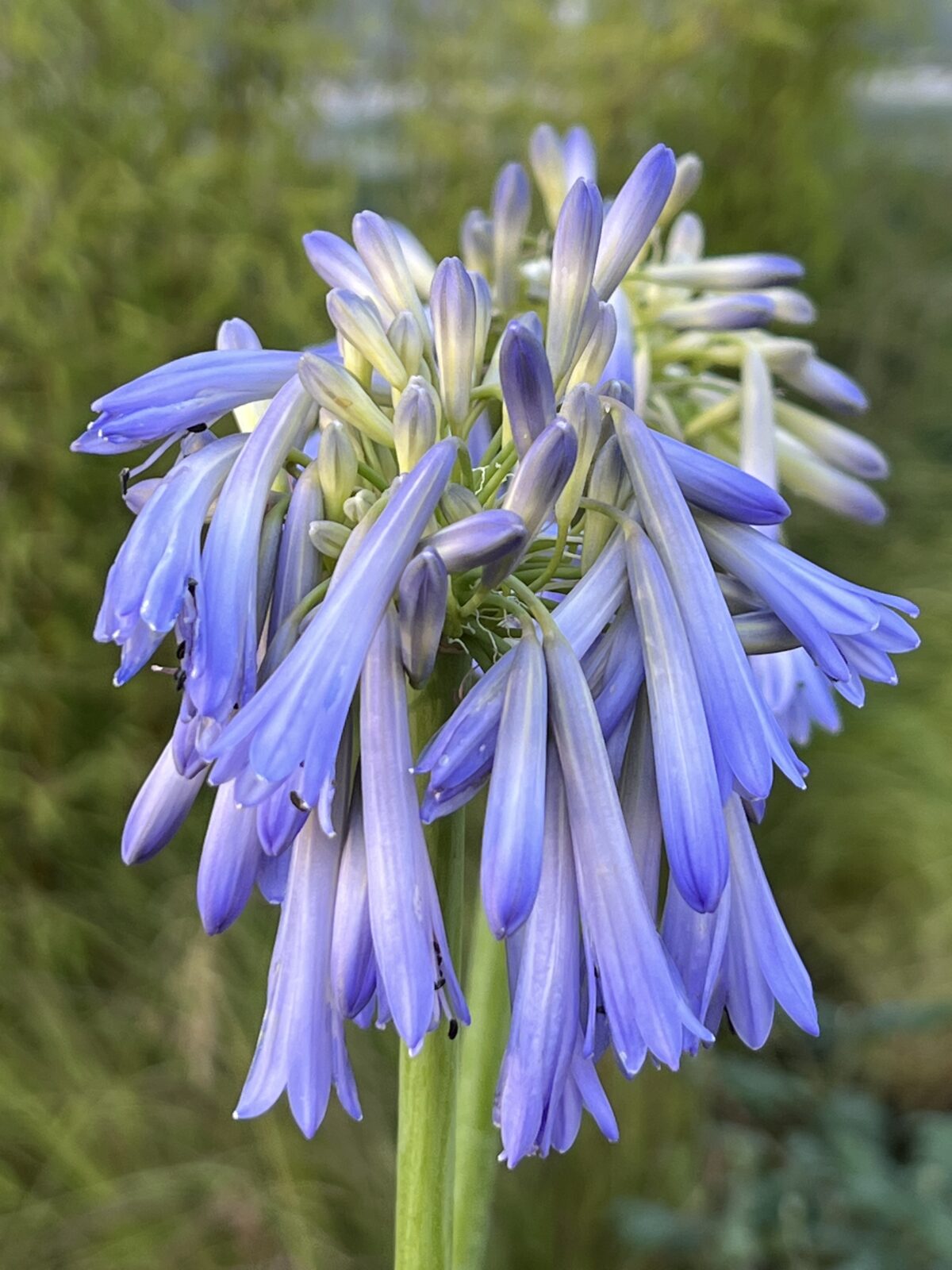 Agapanthus inapertus ‘Sky’ | Pan Global Plants
