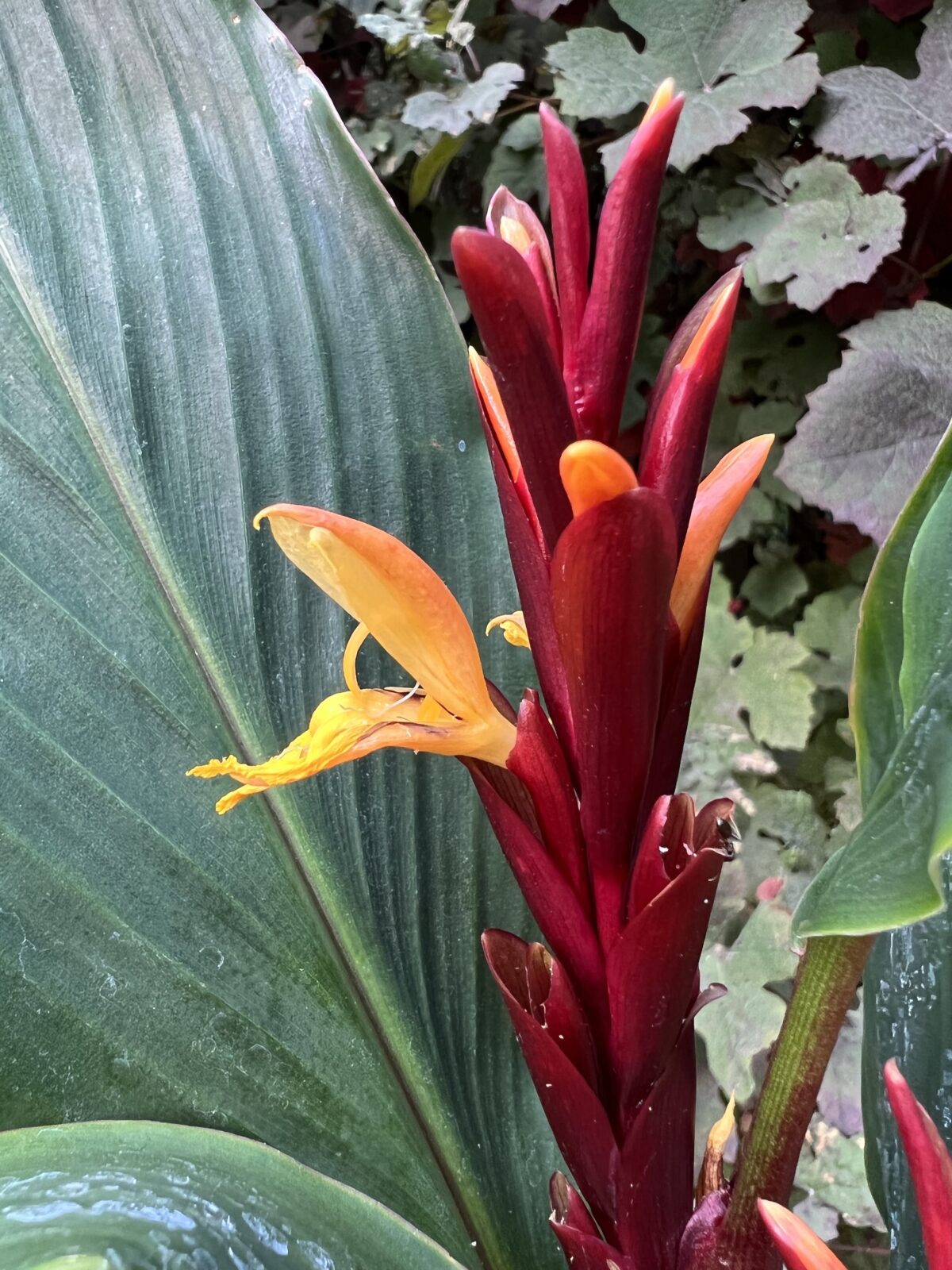 Cautleya spicata ‘Arun Flame’ | Pan Global Plants