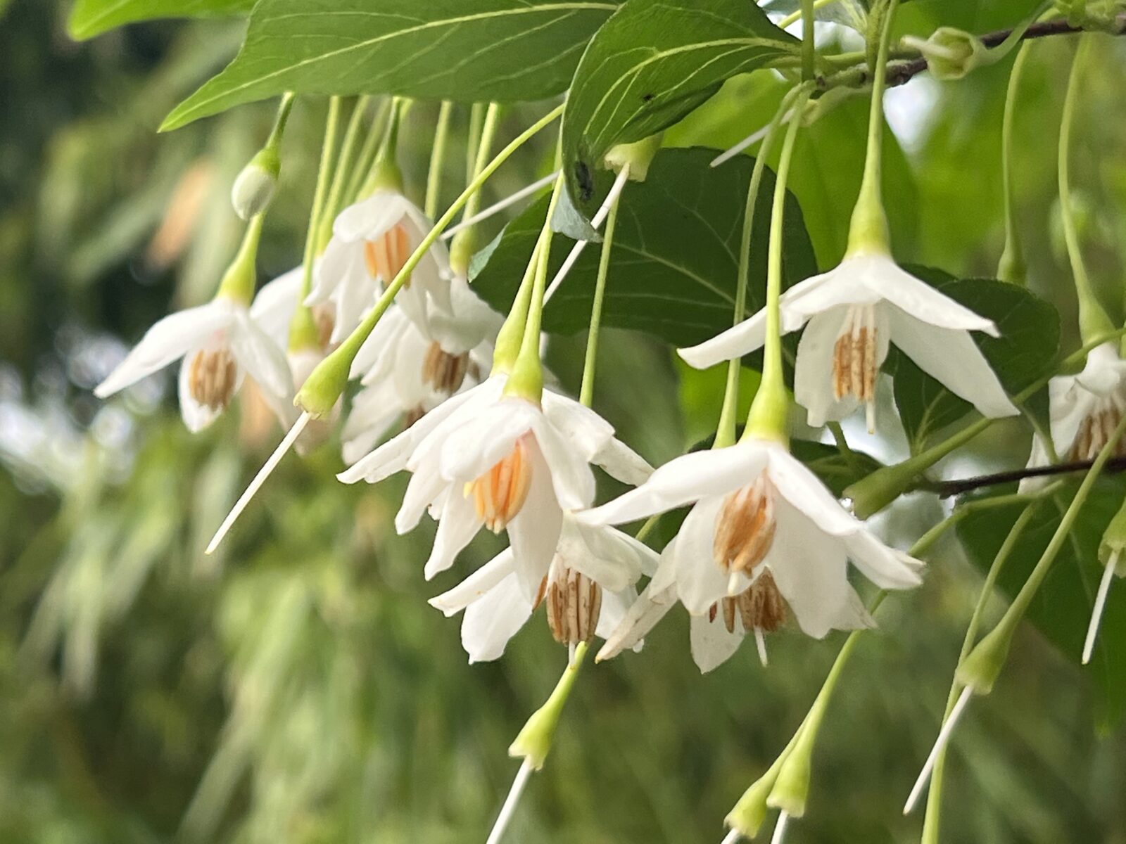 Styrax japonicus ‘Pendulus’ | Pan Global Plants