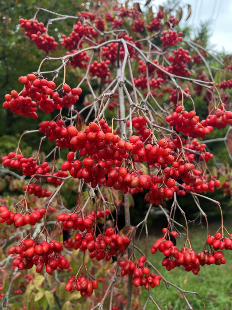 Hydrangea ‘Sandra’ | Pan Global Plants