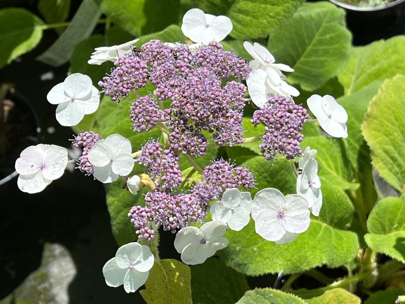 Hydrangea aspera subsp. sargentiana ‘La Fosse’ | Pan Global Plants