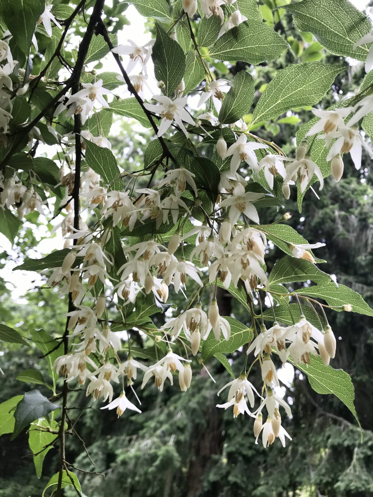 Styrax formosanus var. formosanus | Pan Global Plants