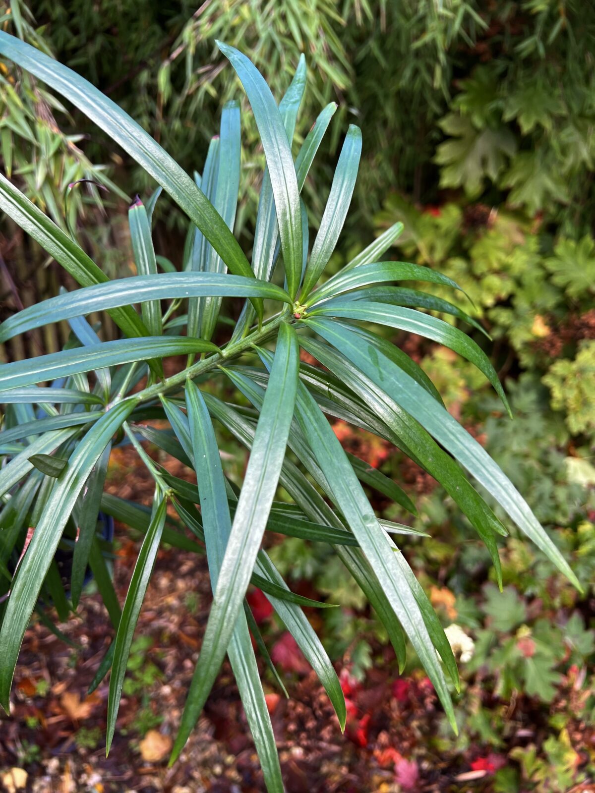 Podocarpus matudae | Pan Global Plants