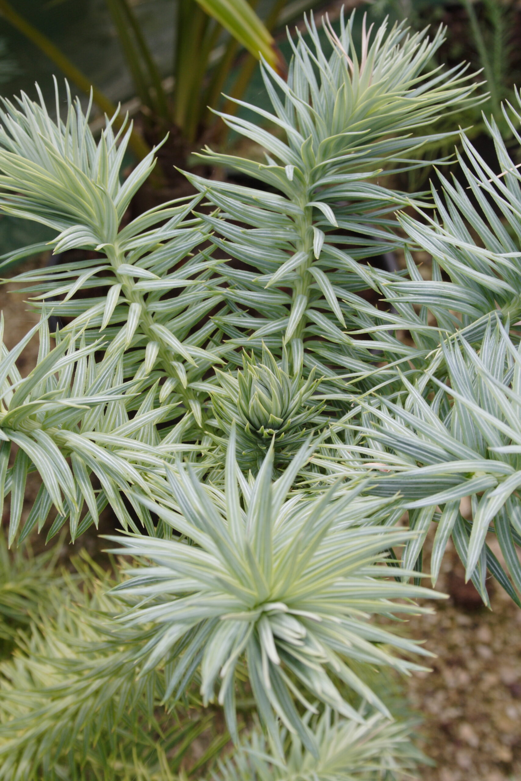 Cunninghamia lanceolata ‘Glauca’ | Pan Global Plants