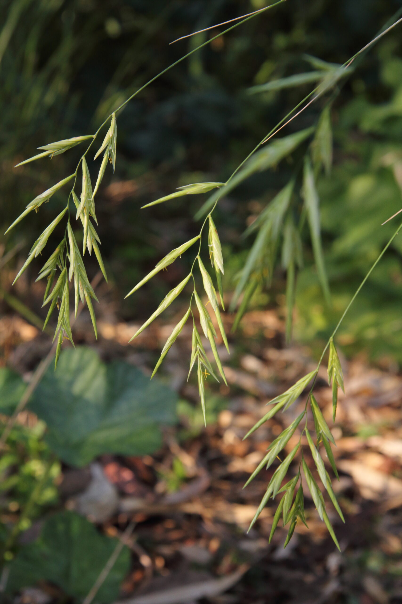 Festucopsis serpentini | Pan Global Plants