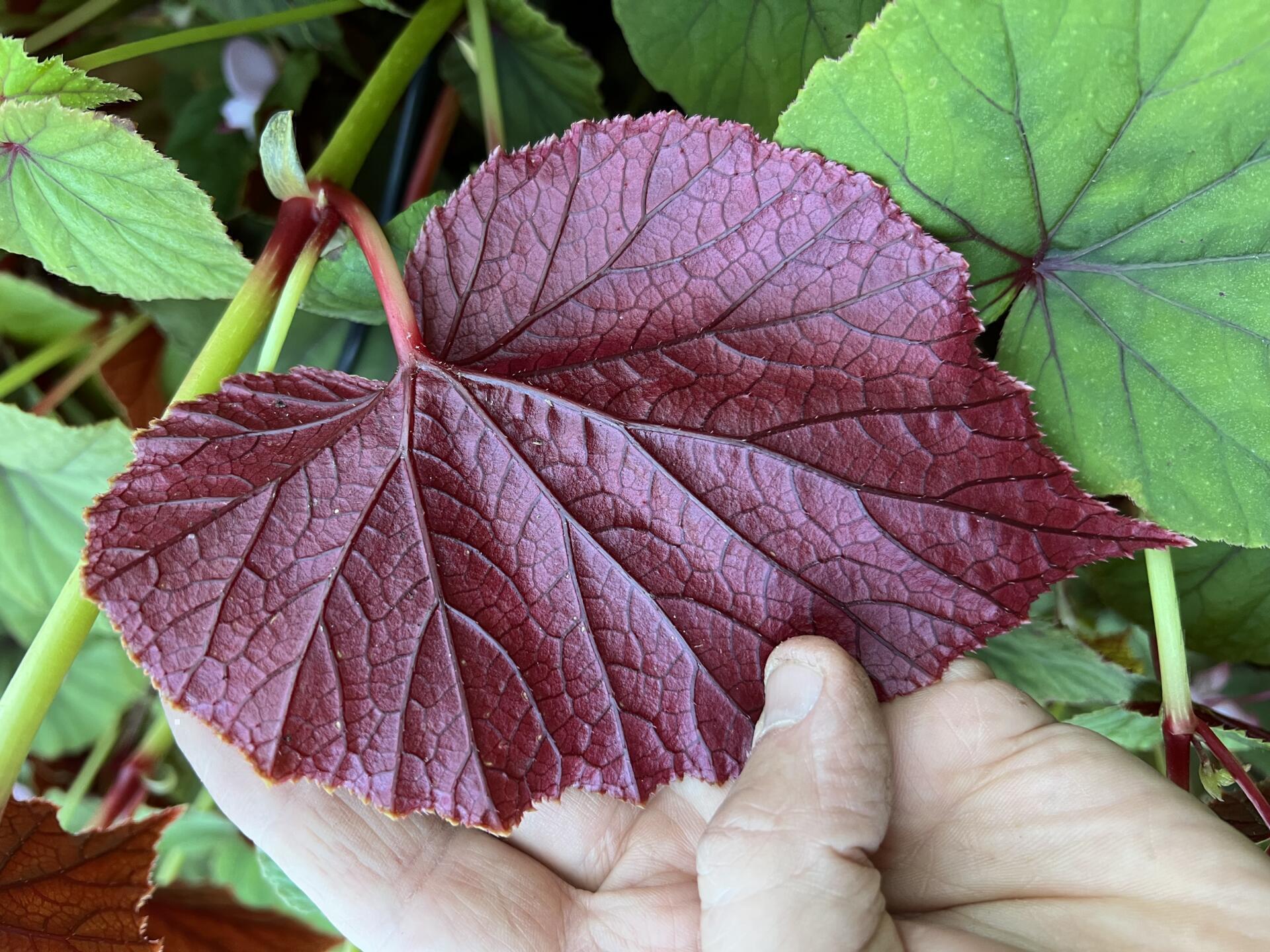 Begonia grandis subsp. evansiana ‘Claret Jug’ | Pan Global Plants