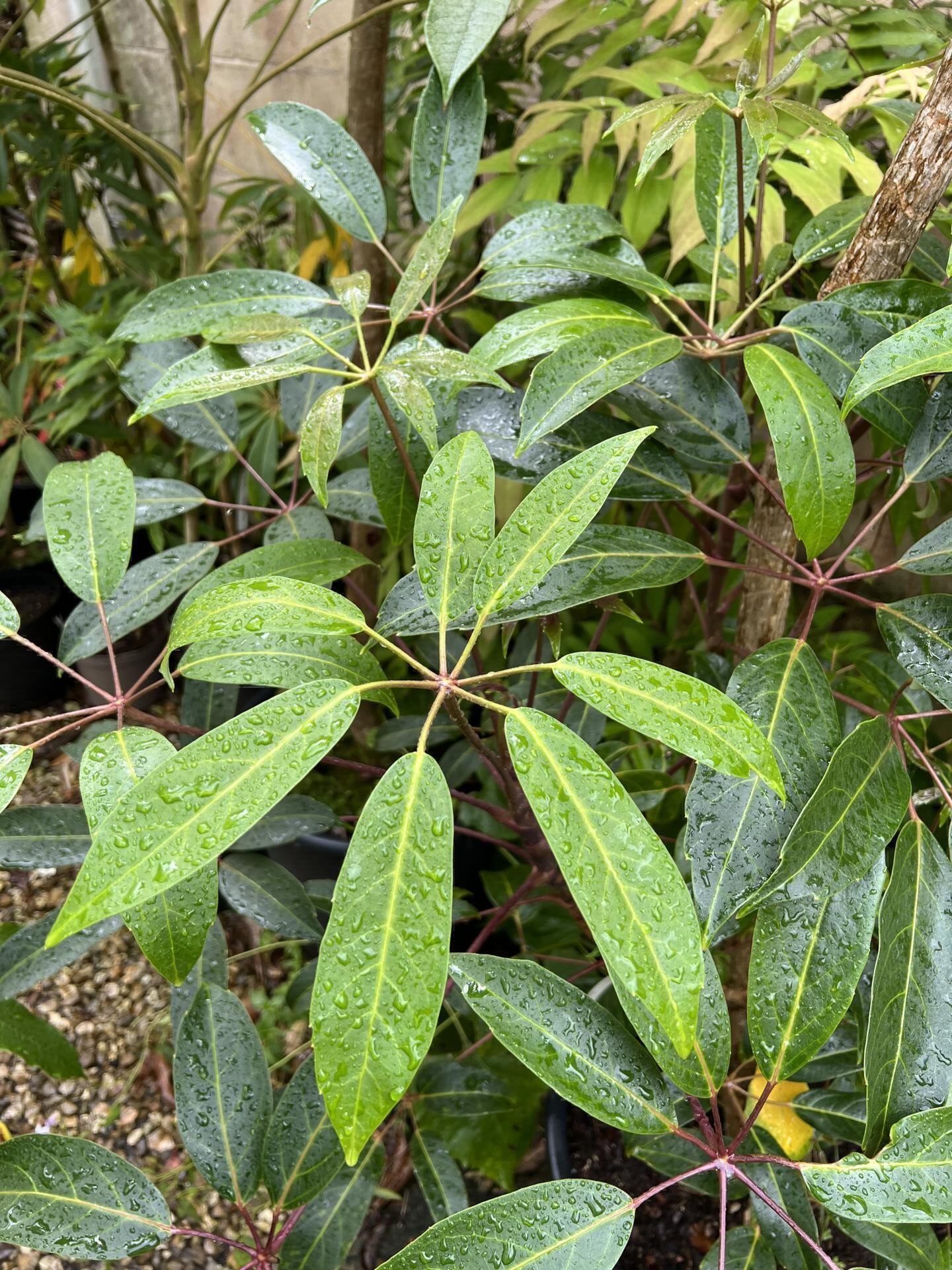 Schefflera aff. alpina NJM 09.140 | Pan Global Plants