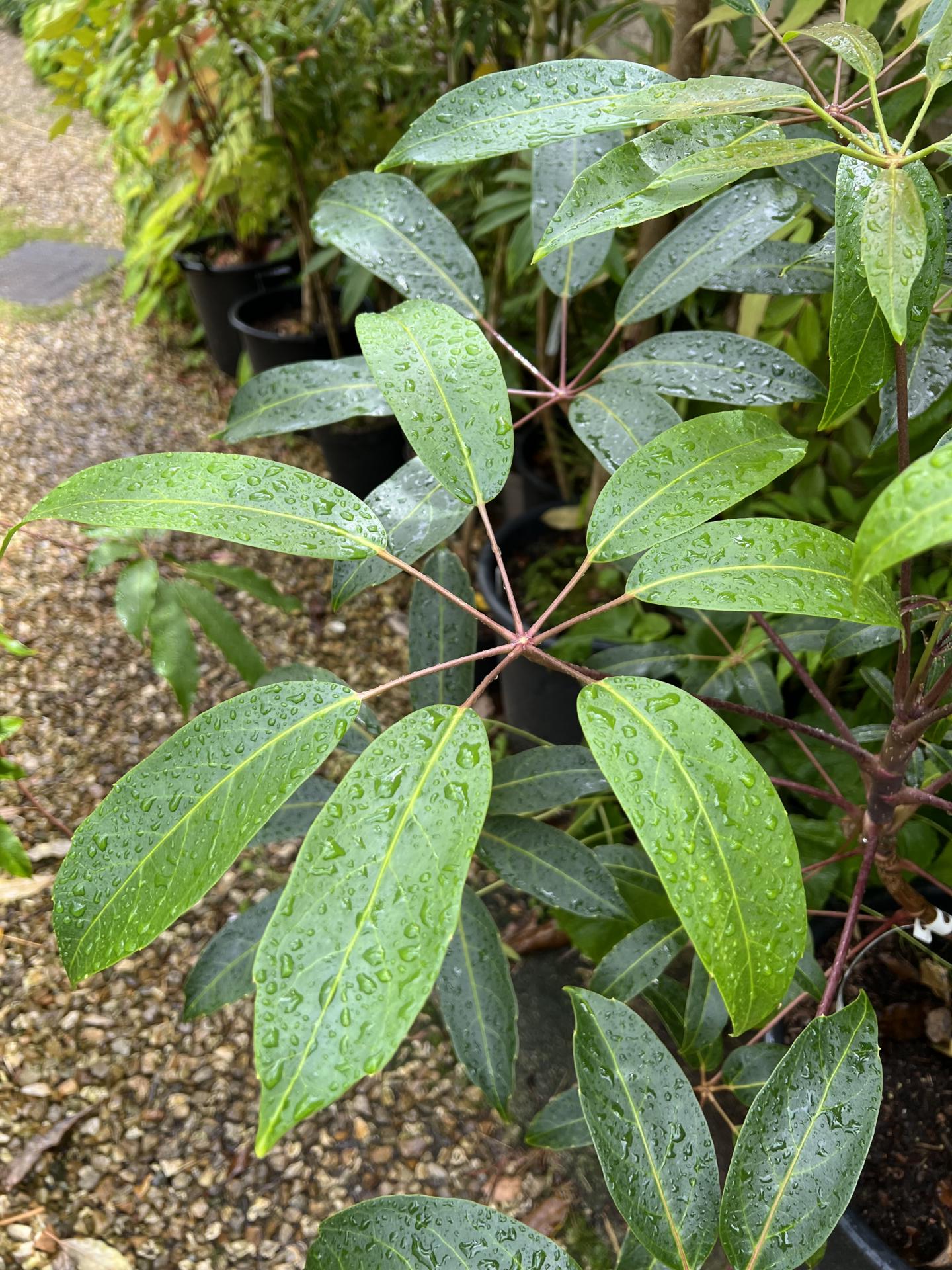 Schefflera aff. alpina NJM 09.140 | Pan Global Plants