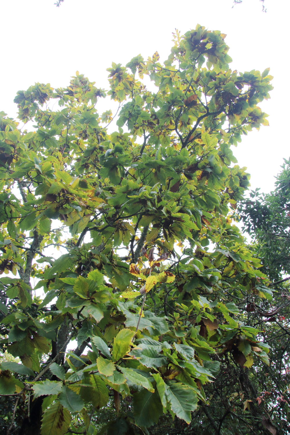 Quercus mongolica subsp. crispula | Pan Global Plants