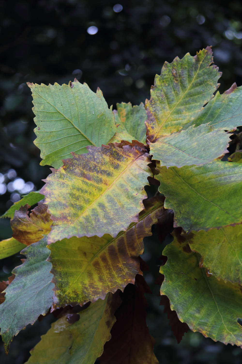 Quercus mongolica subsp. crispula | Pan Global Plants