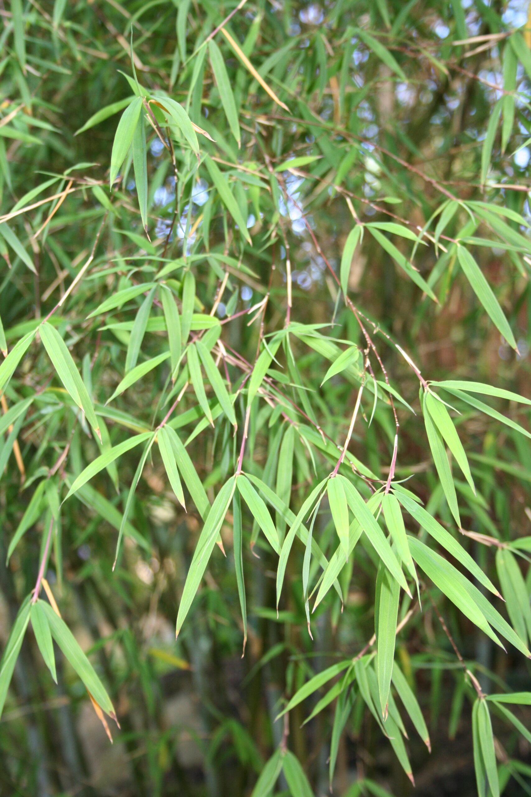 Thamnocalamus crassinodus ‘Kew Beauty’ | Pan Global Plants