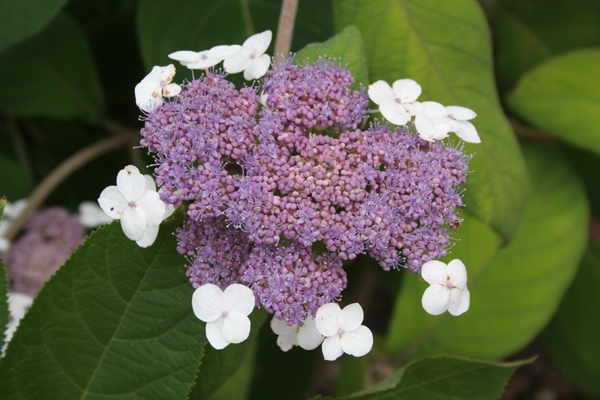 Hydrangea aspera ‘Macrophylla’ | Pan Global Plants