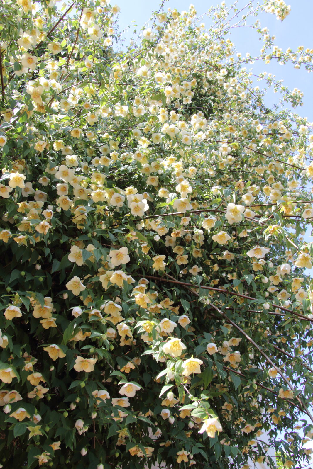 Philadelphus mexicanus ‘Rose Syringa’ | Pan Global Plants