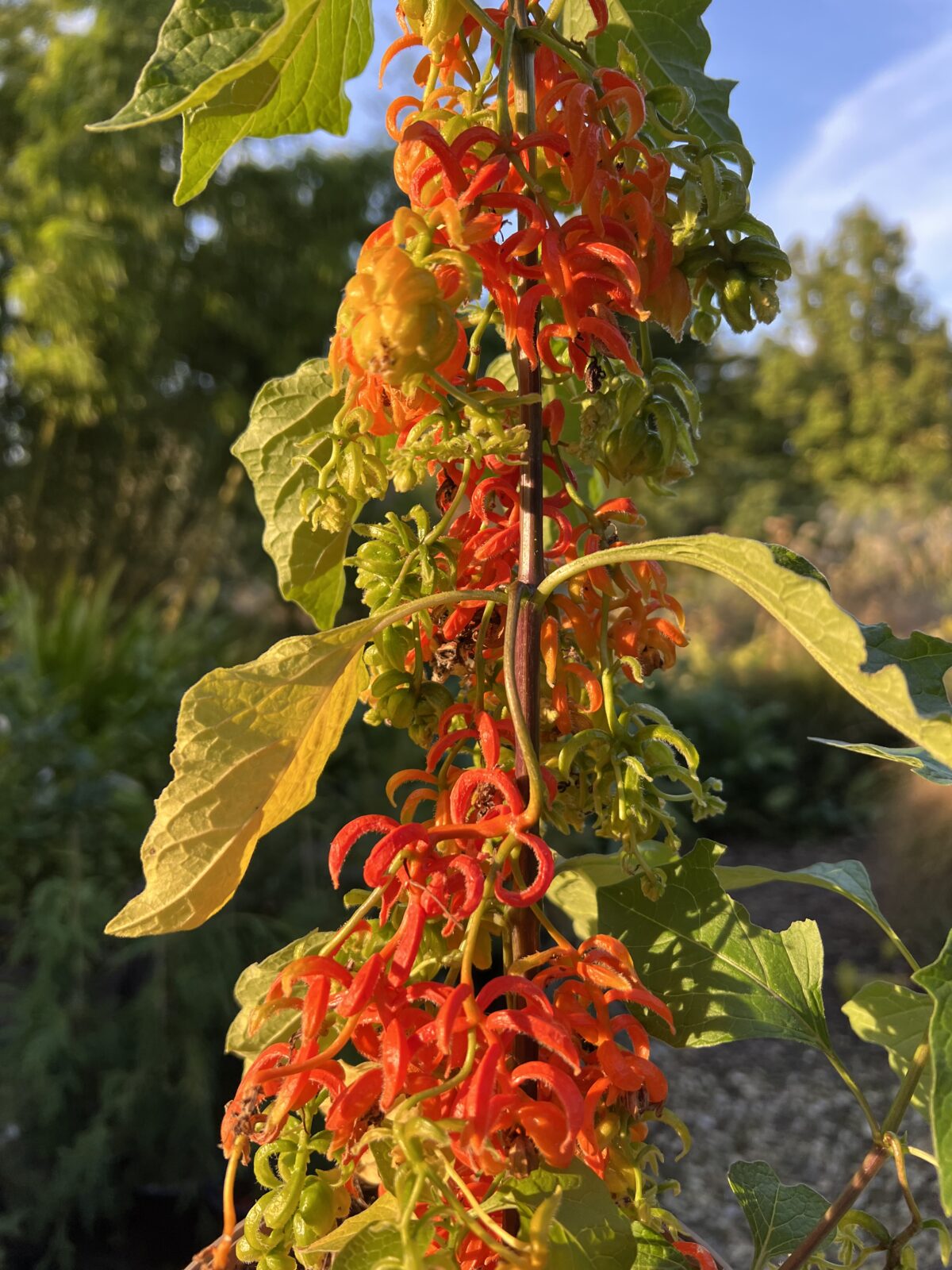 Physalis alkekengi var. franchetii Monstrose form | Pan Global Plants