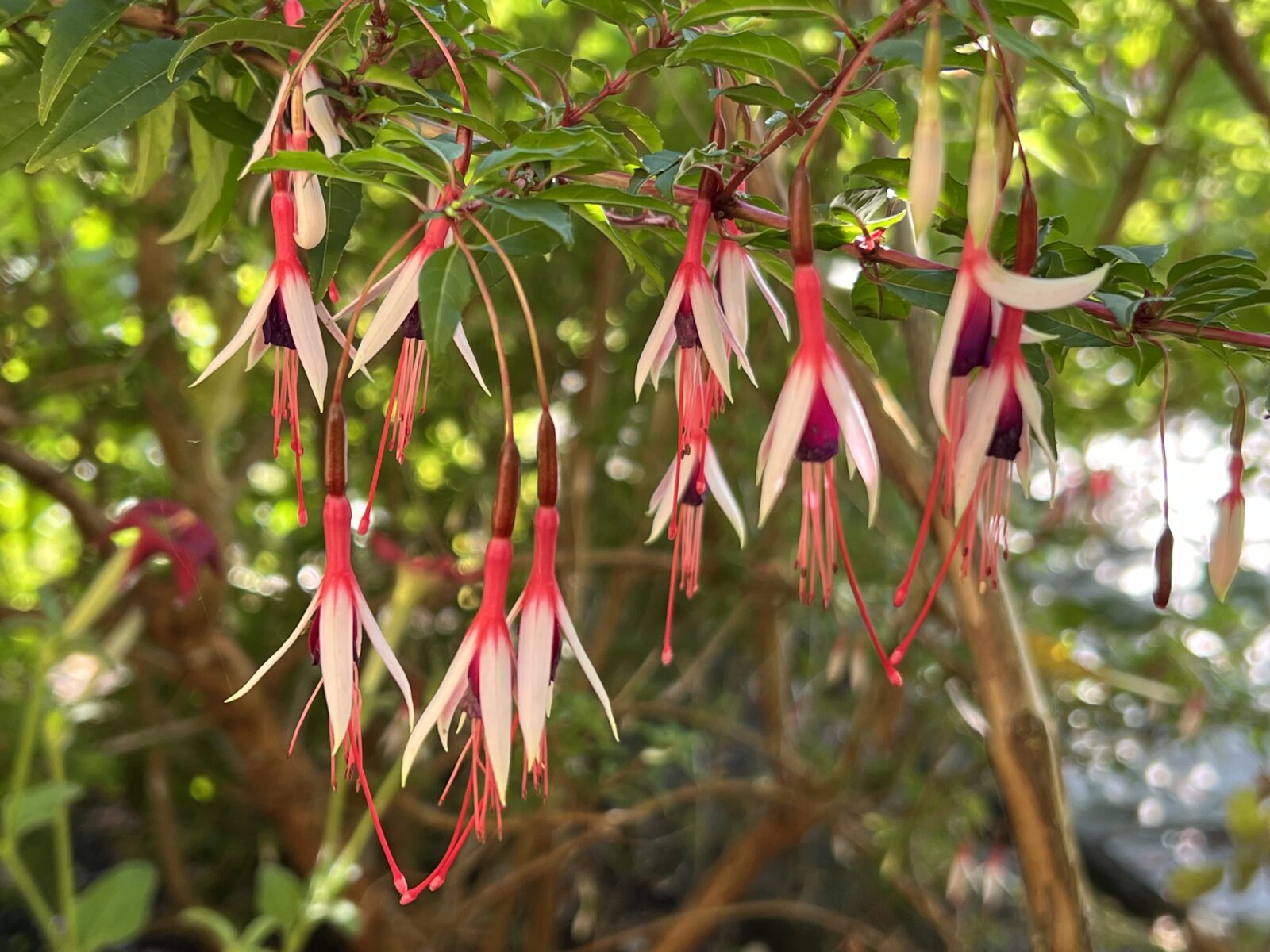 Fuchsia magellanica ‘Arauco’ | Pan Global Plants