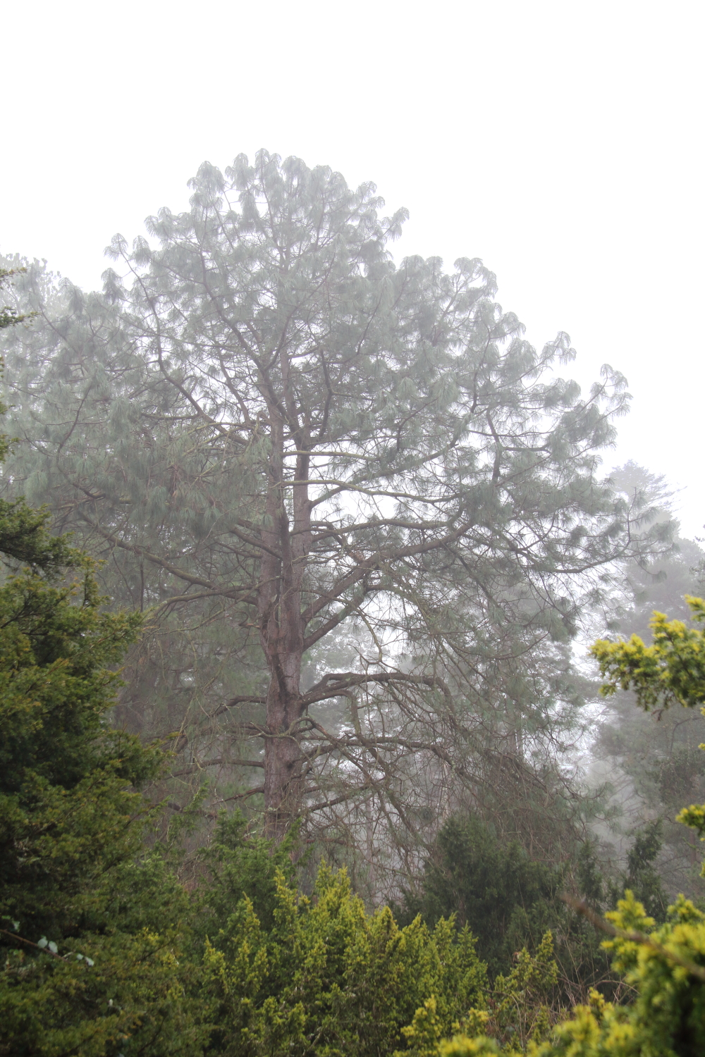 Pinus durangensis | Pan Global Plants