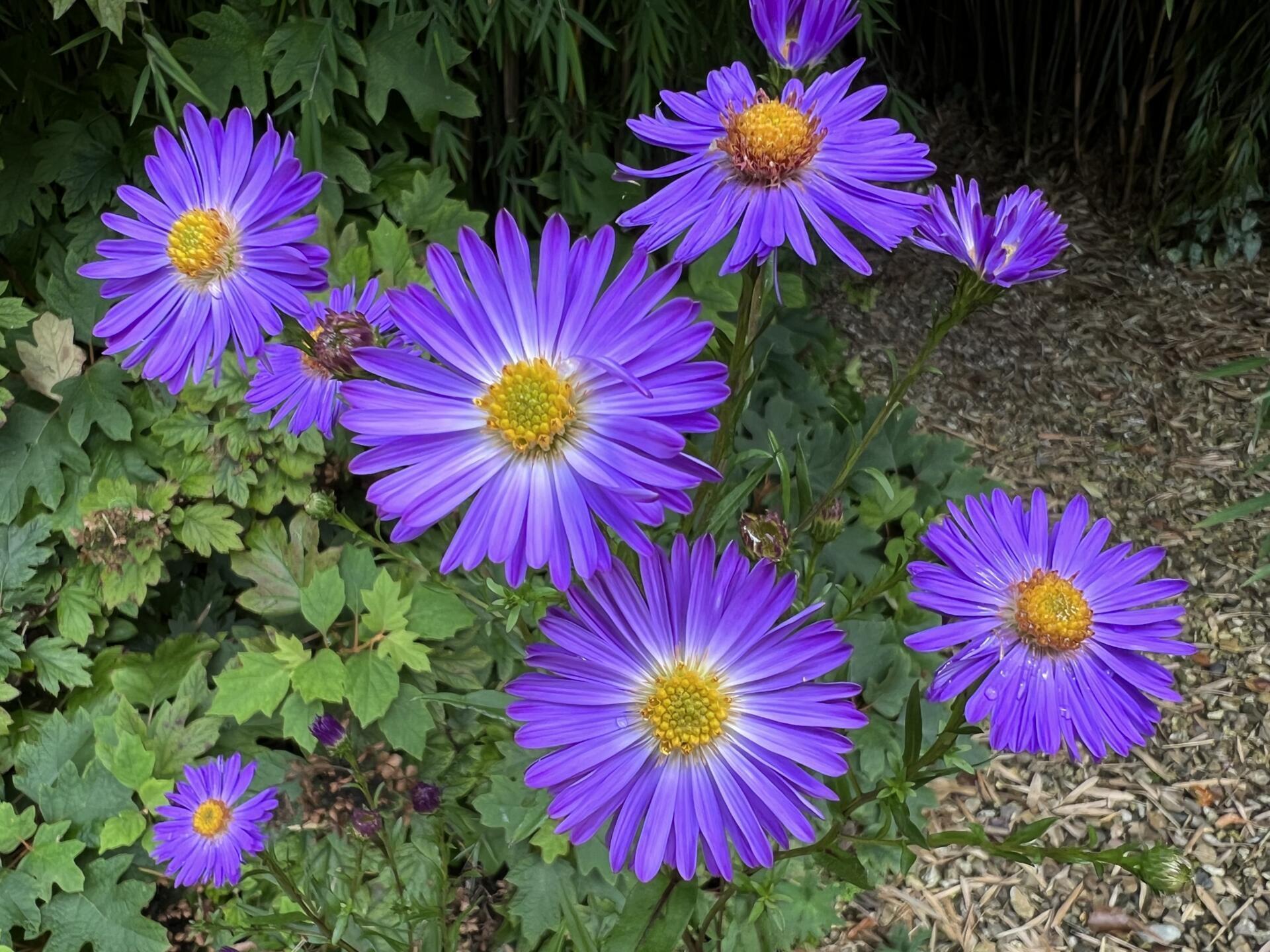 Symphyotrichum (Aster) laeve ‘Orpheus’ | Pan Global Plants