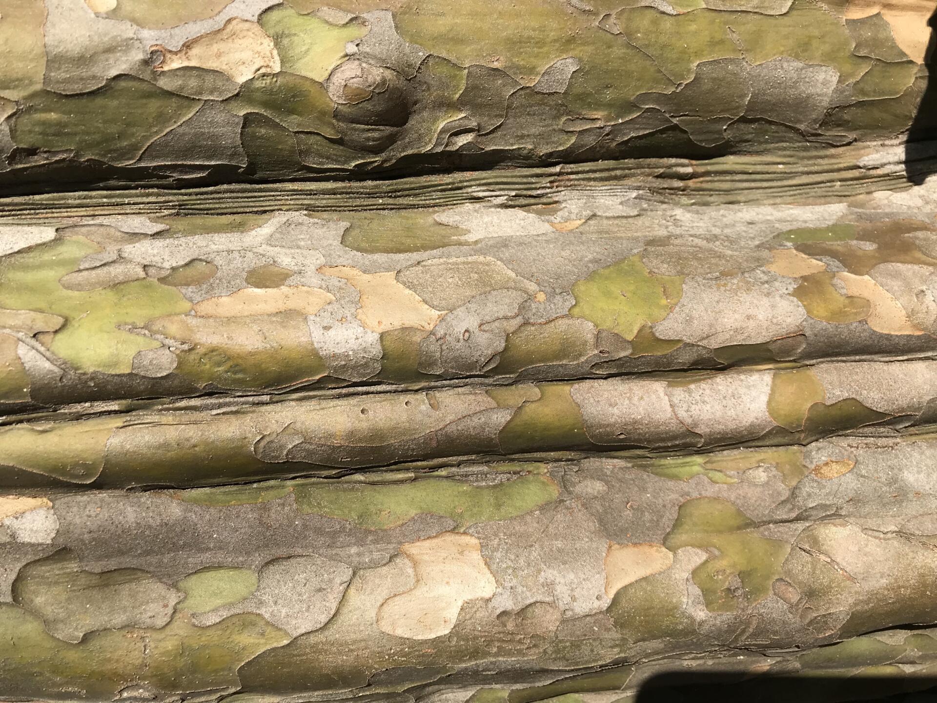 Pseudocydonia sinensis | Pan Global Plants