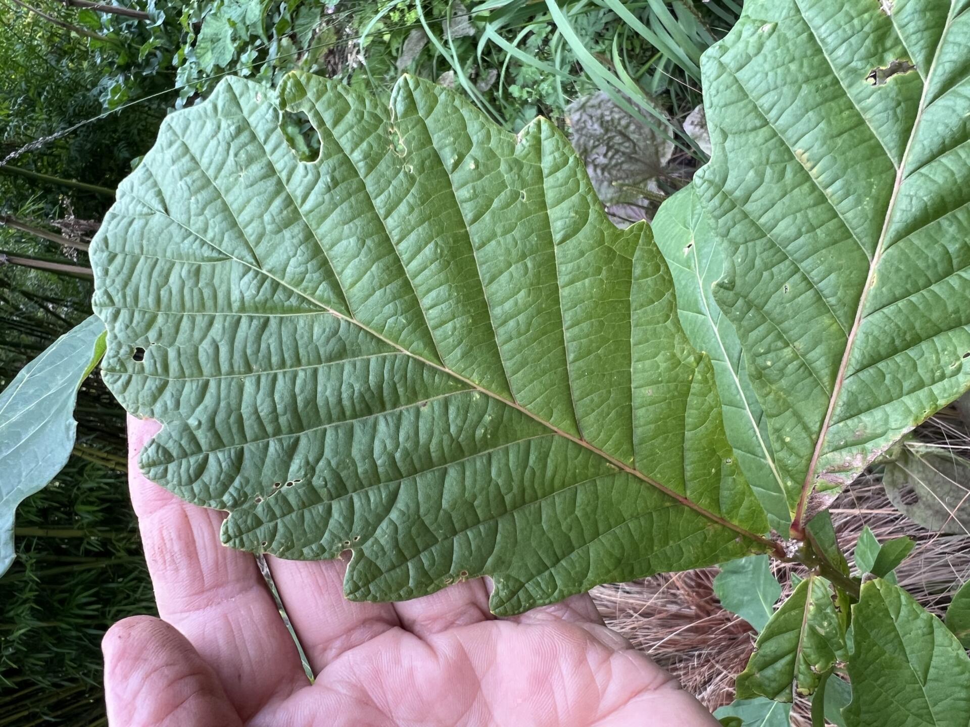 Quercus aliena | Pan Global Plants