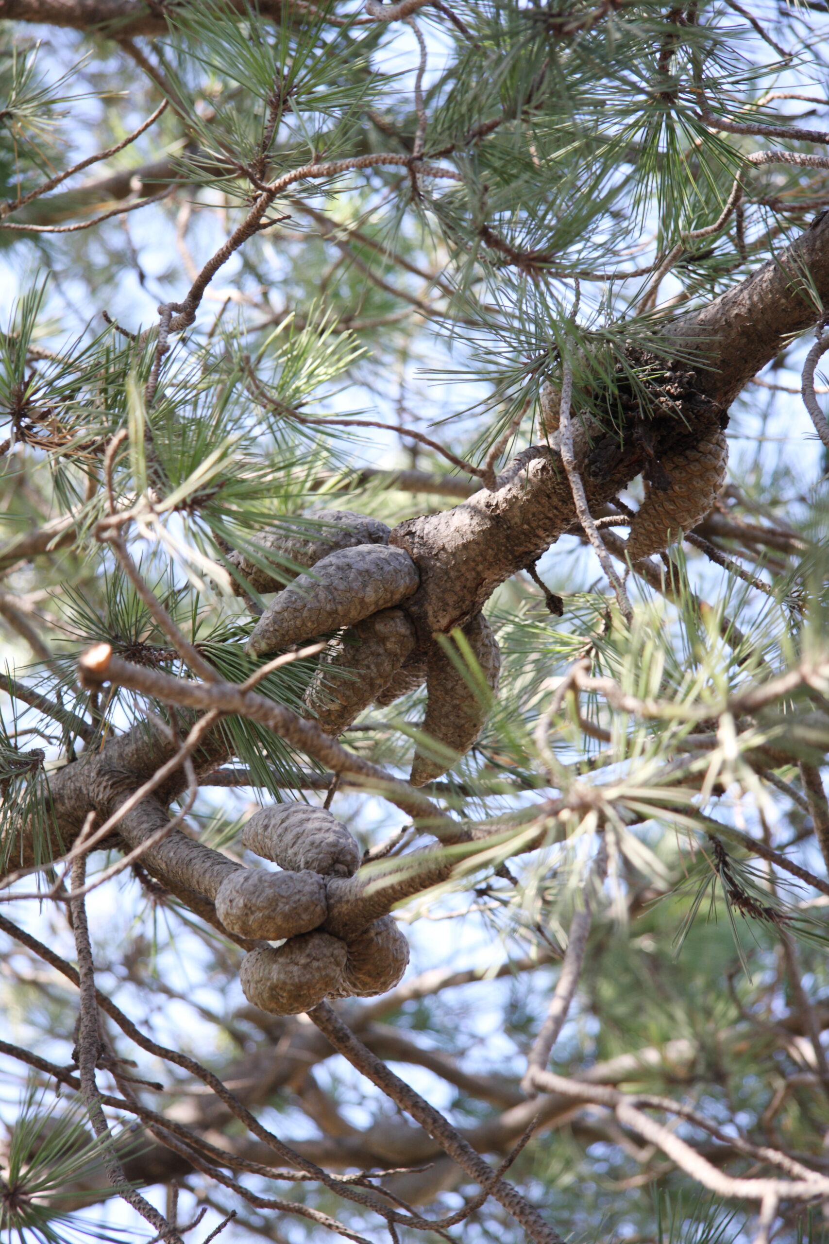 Pinus greggii | Pan Global Plants