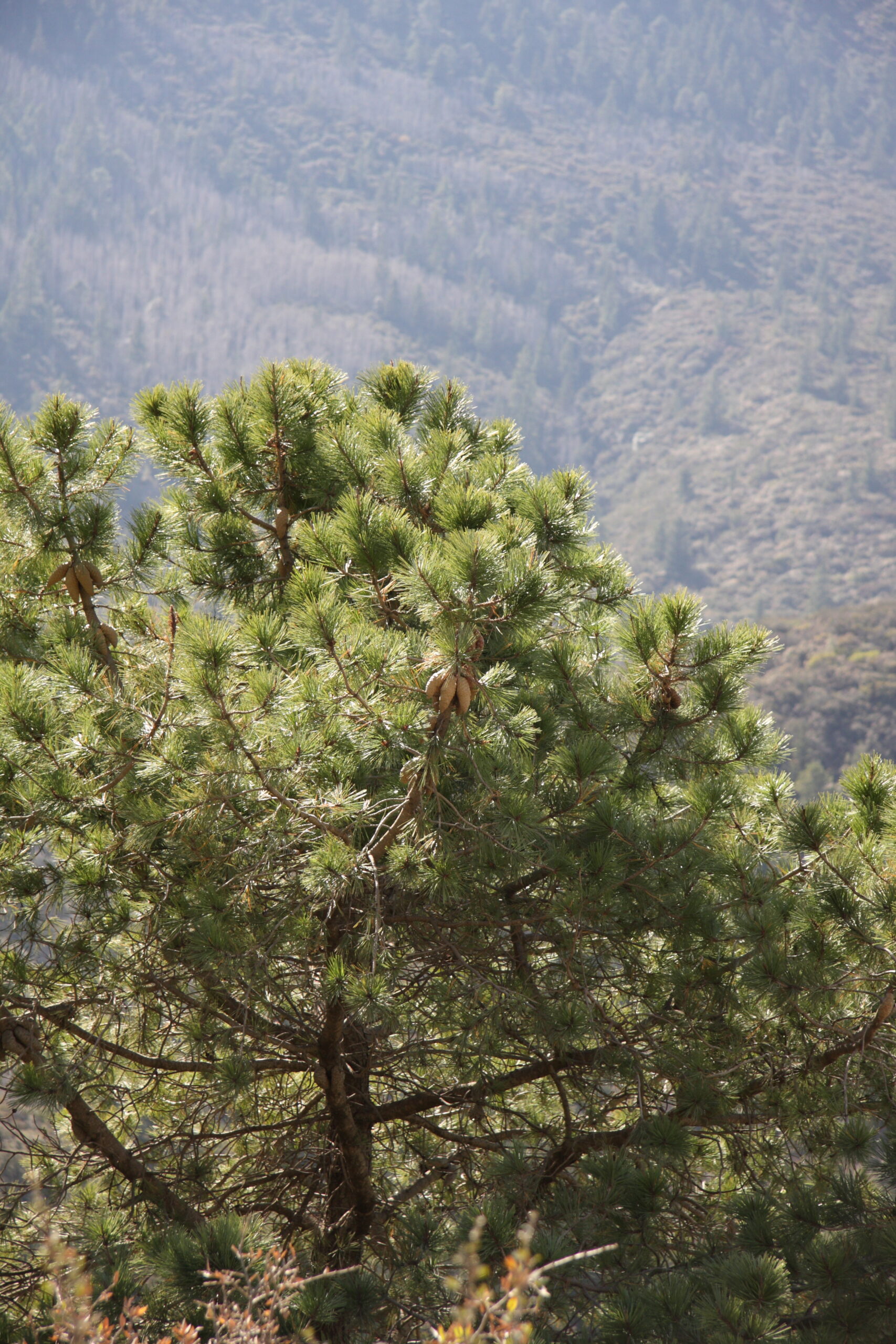 Pinus greggii | Pan Global Plants