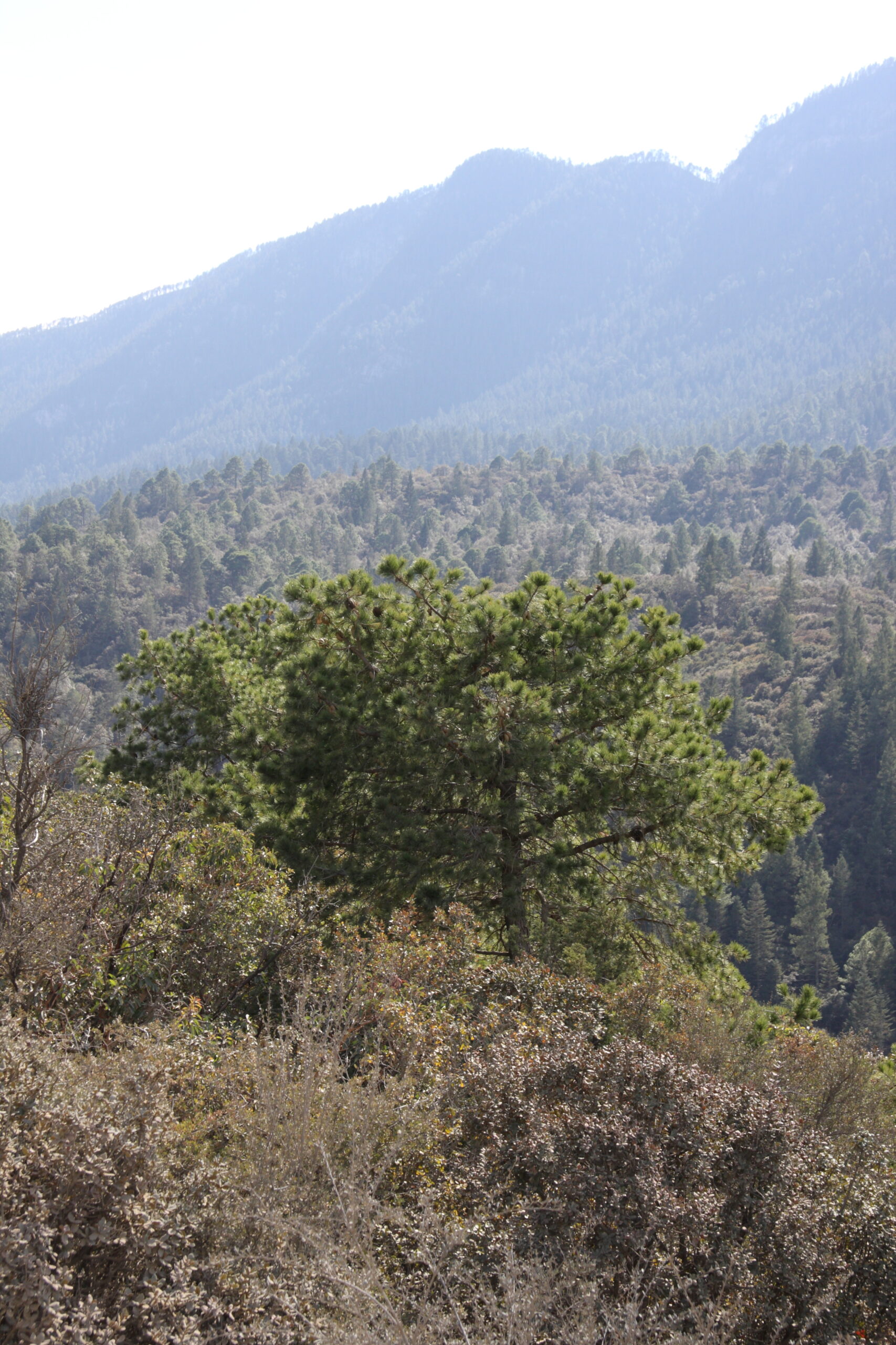 Pinus greggii | Pan Global Plants