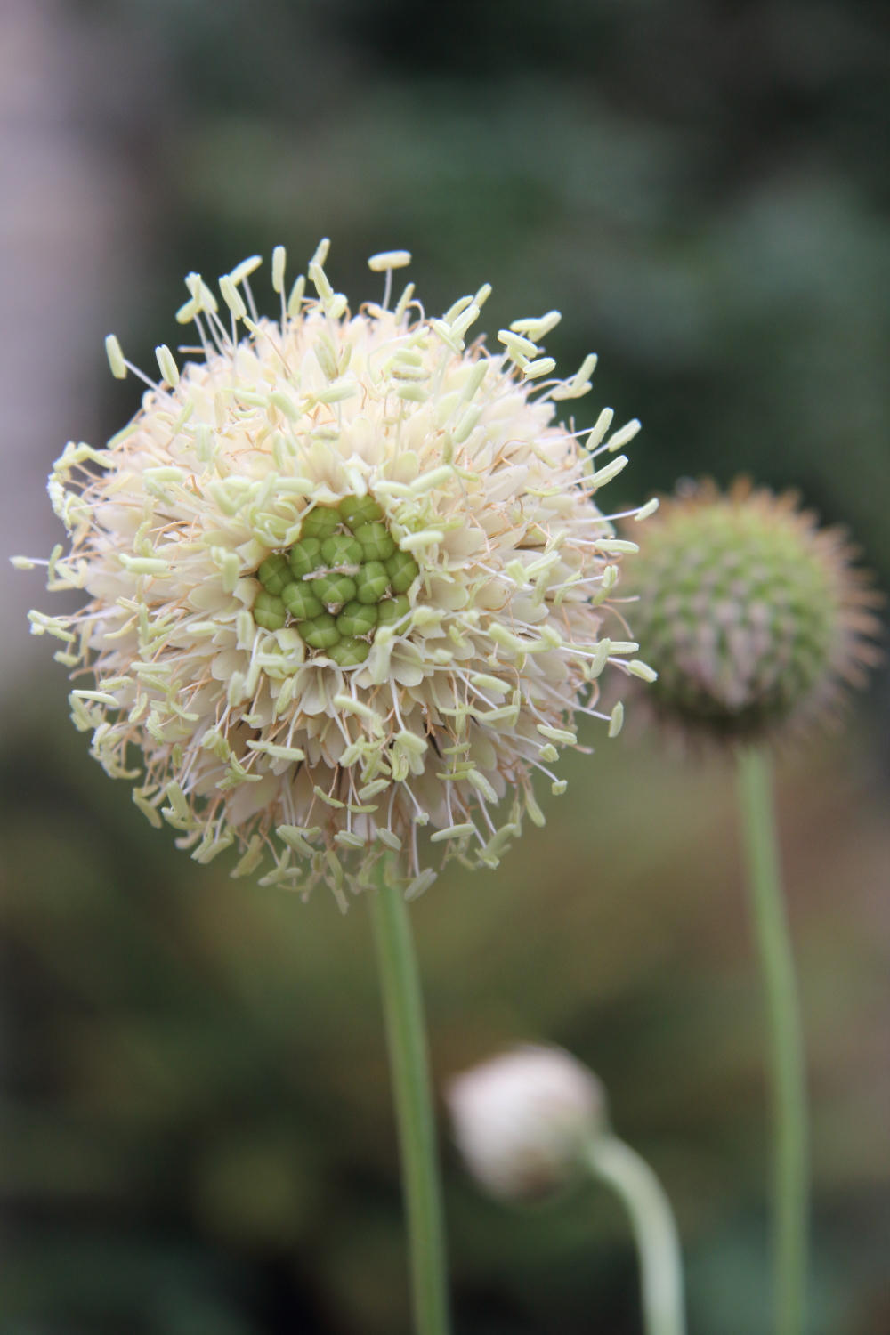 Cephalaria ambrosioides | Pan Global Plants