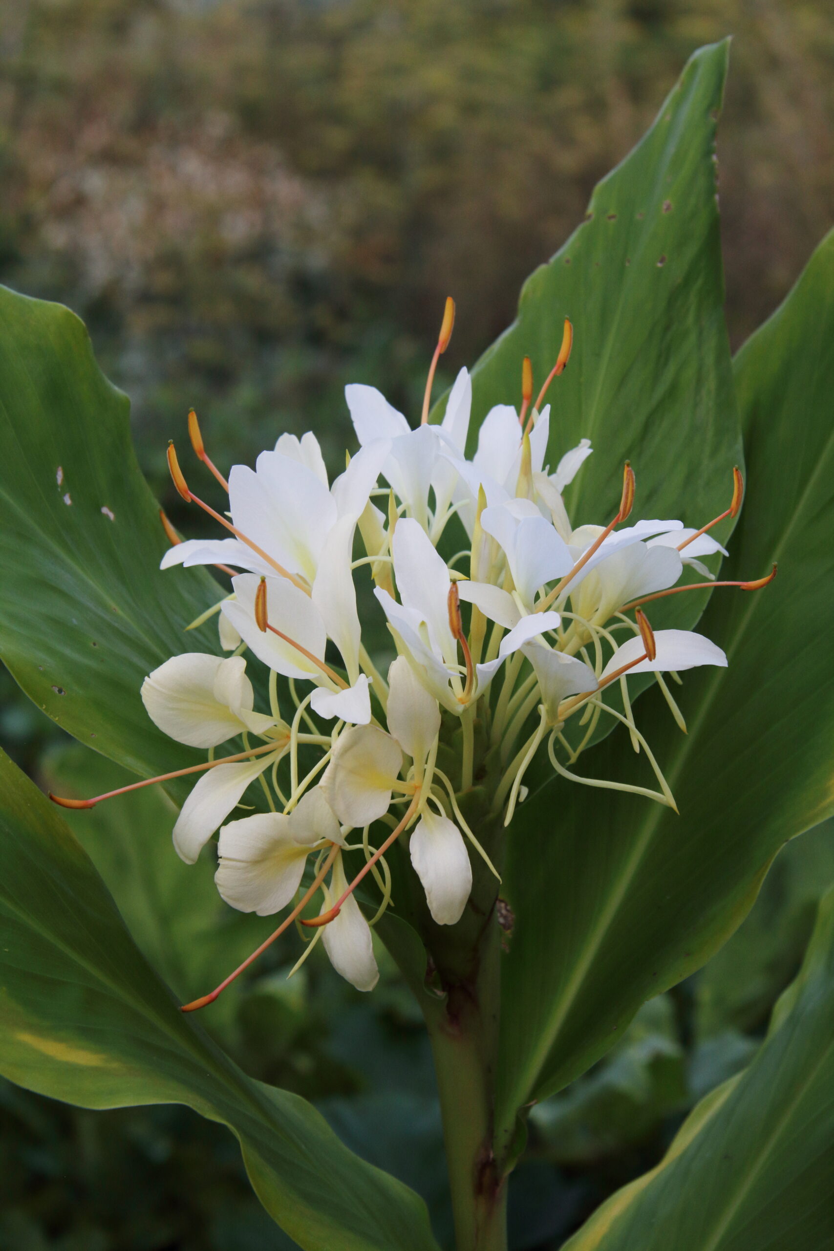 Hedychium ‘Corelli’ | Pan Global Plants