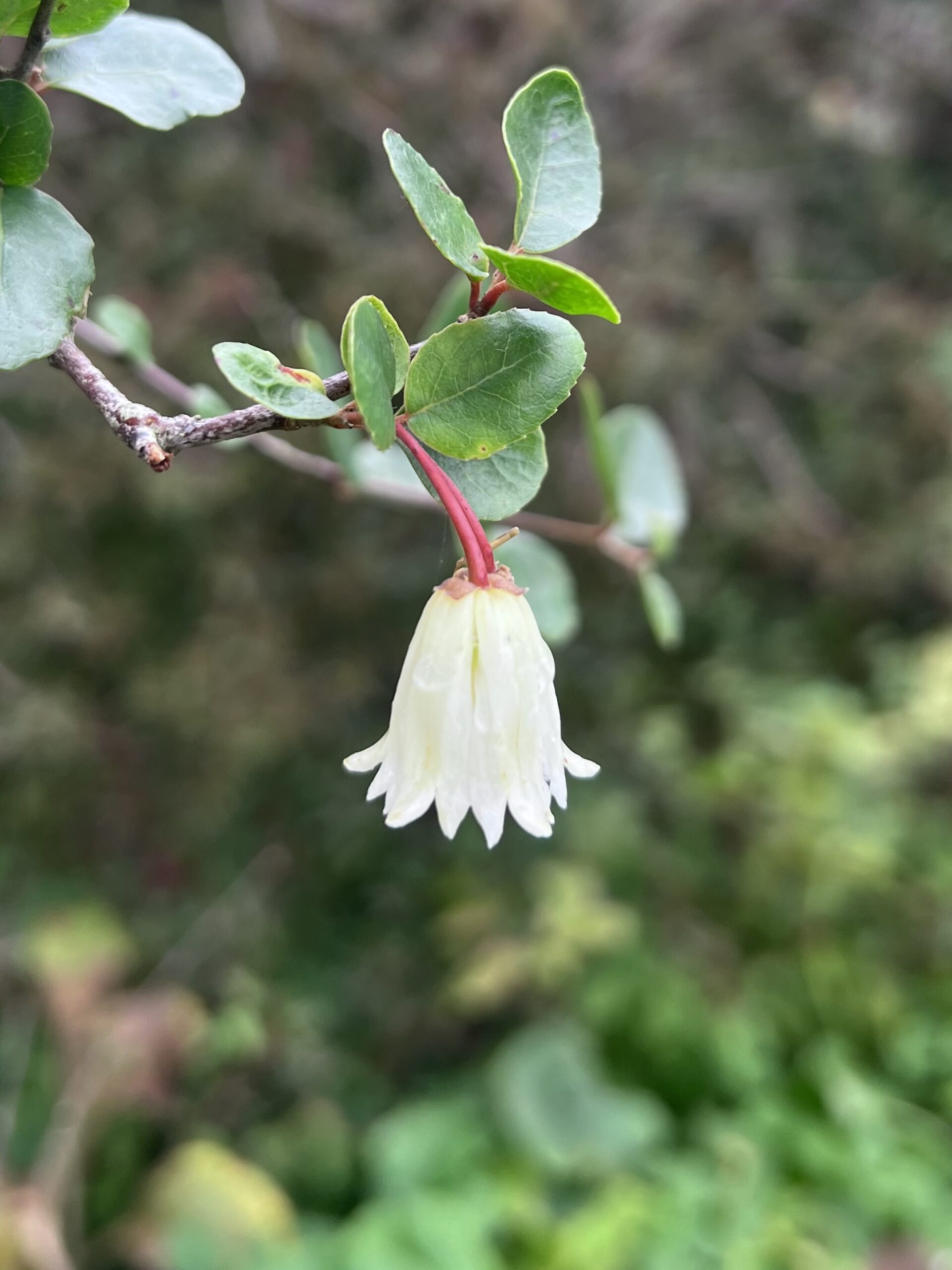 Crinodendron patagua | Pan Global Plants