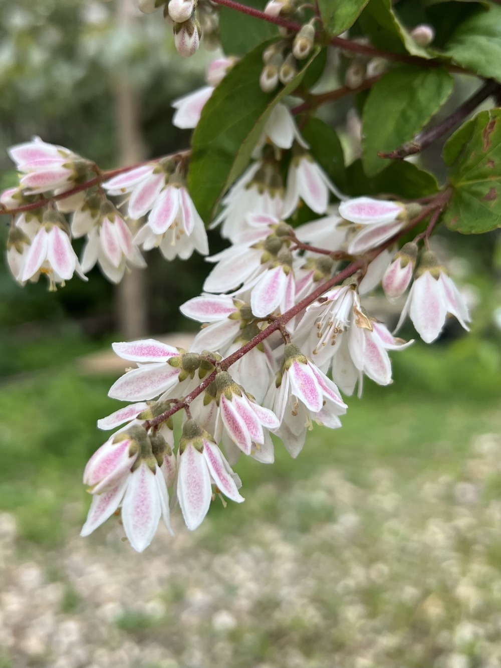 Deutzia pulchra ‘Fidel’ | Pan Global Plants