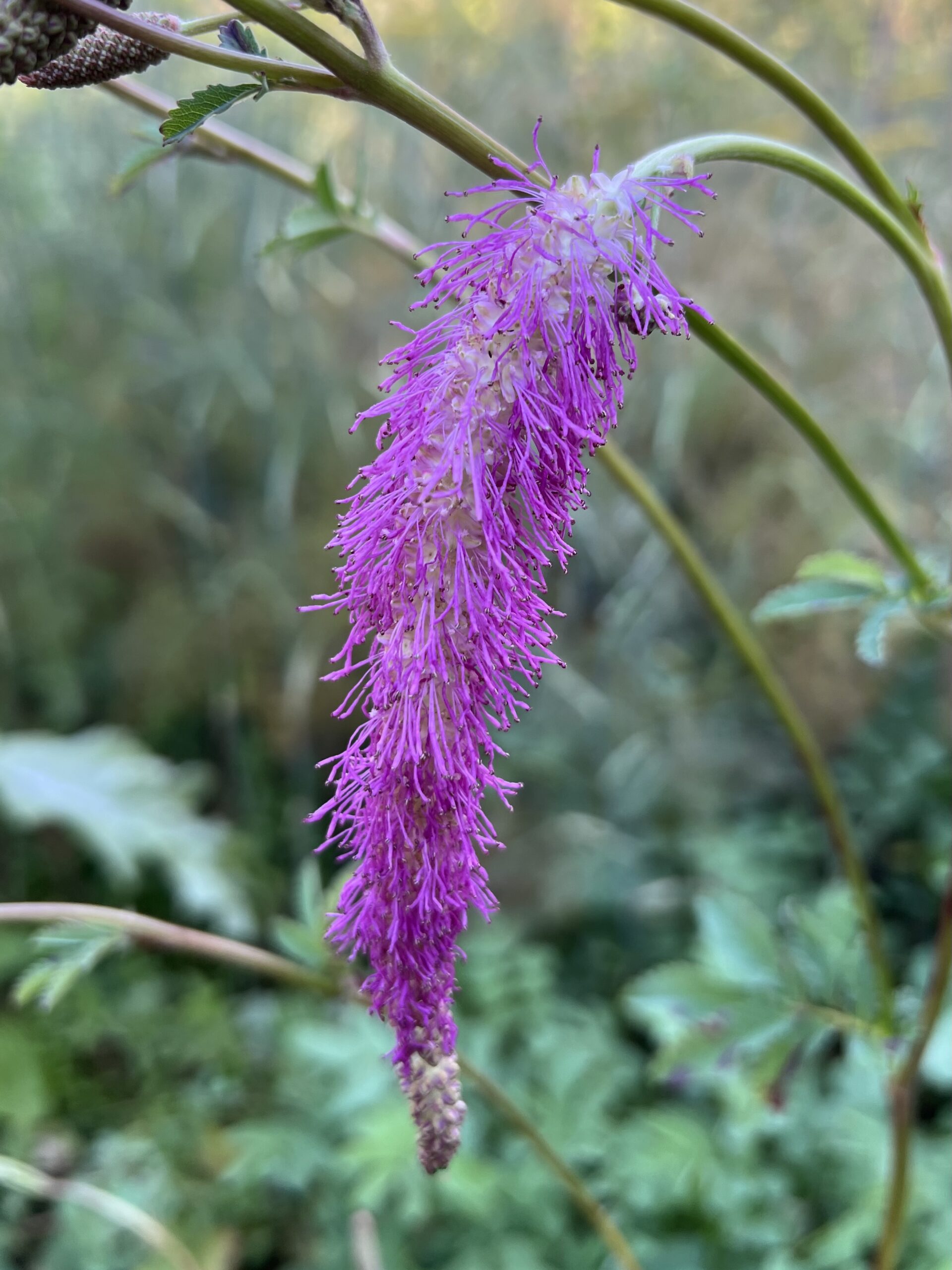 Sanguisorba hakusanensis ‘Lilac Squirrel’ | Pan Global Plants
