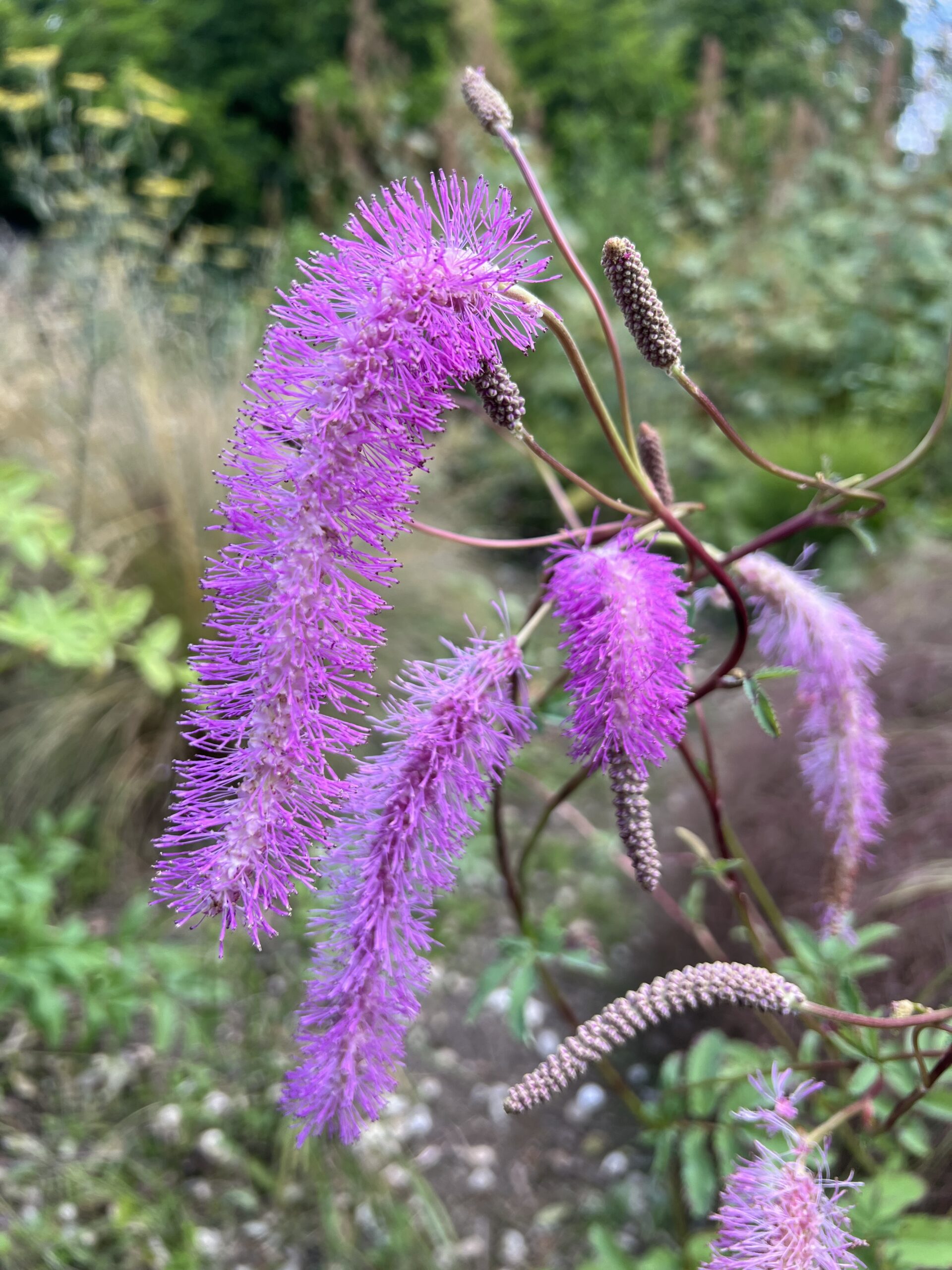 Sanguisorba hakusanensis ‘Lilac Squirrel’ | Pan Global Plants