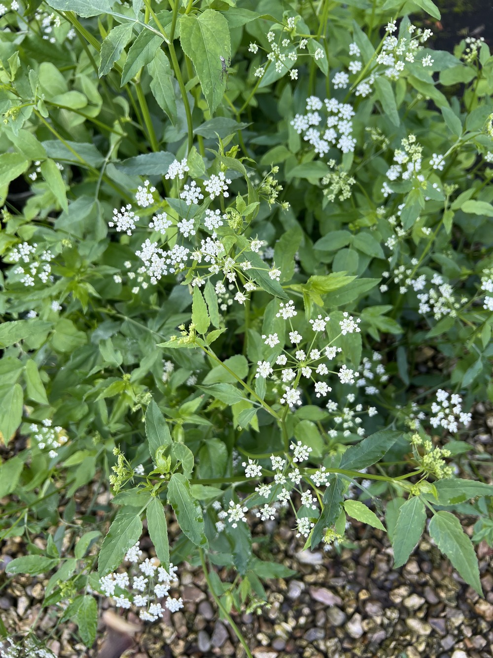 Sium sisarum | Pan Global Plants