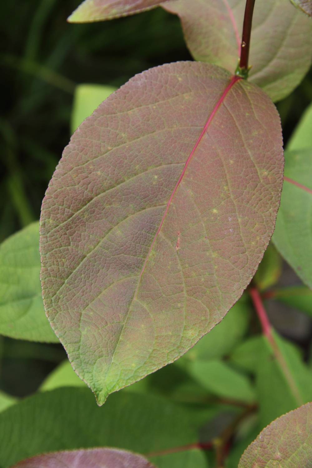 Populus koreana | Pan Global Plants