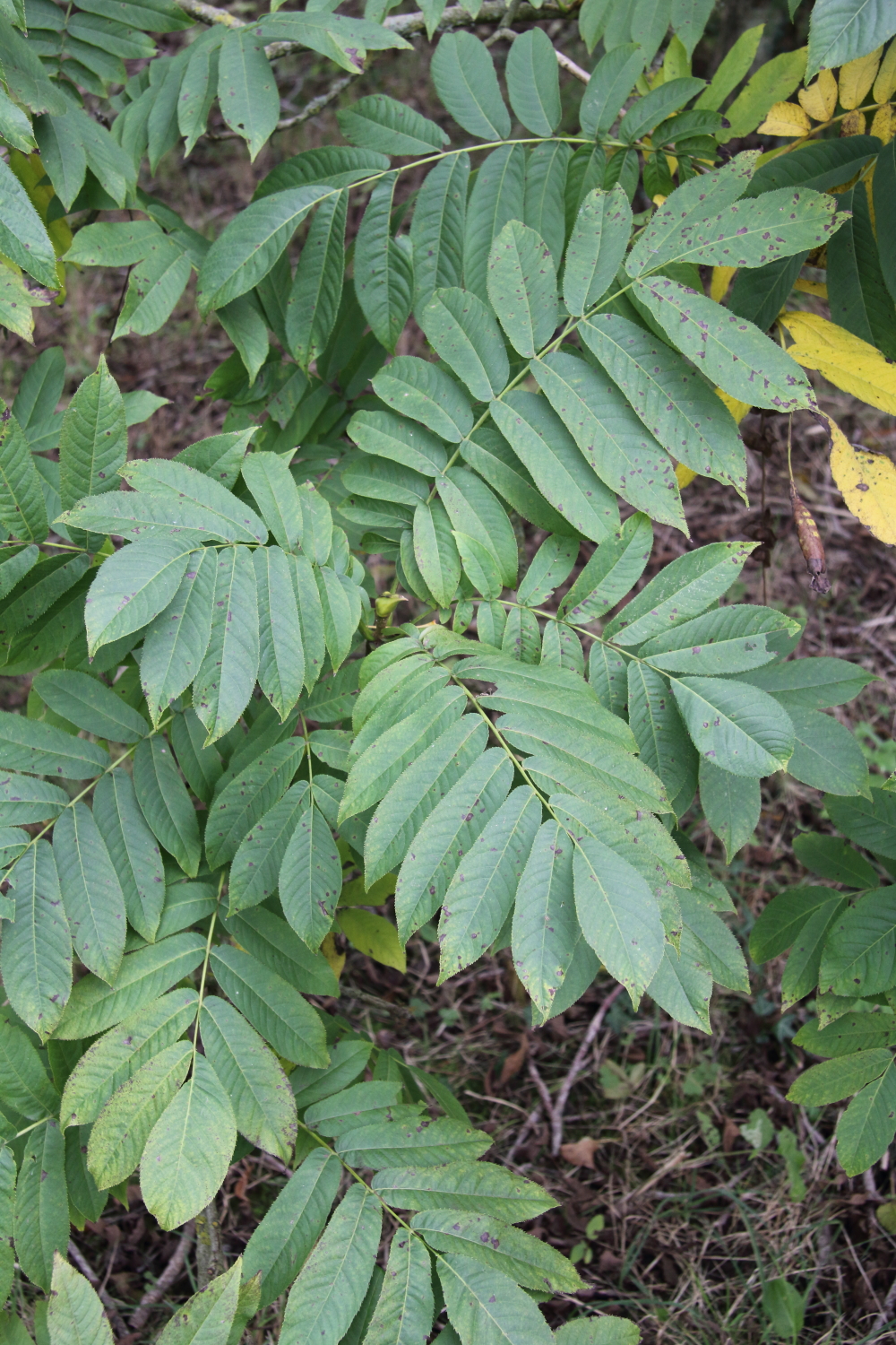 Pterocarya rhoifolia | Pan Global Plants