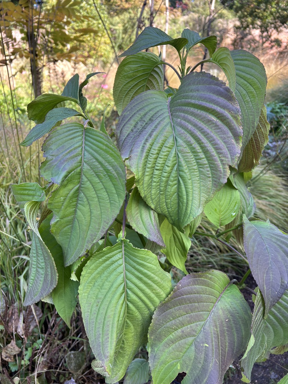 Strobilanthes mastersii | Pan Global Plants