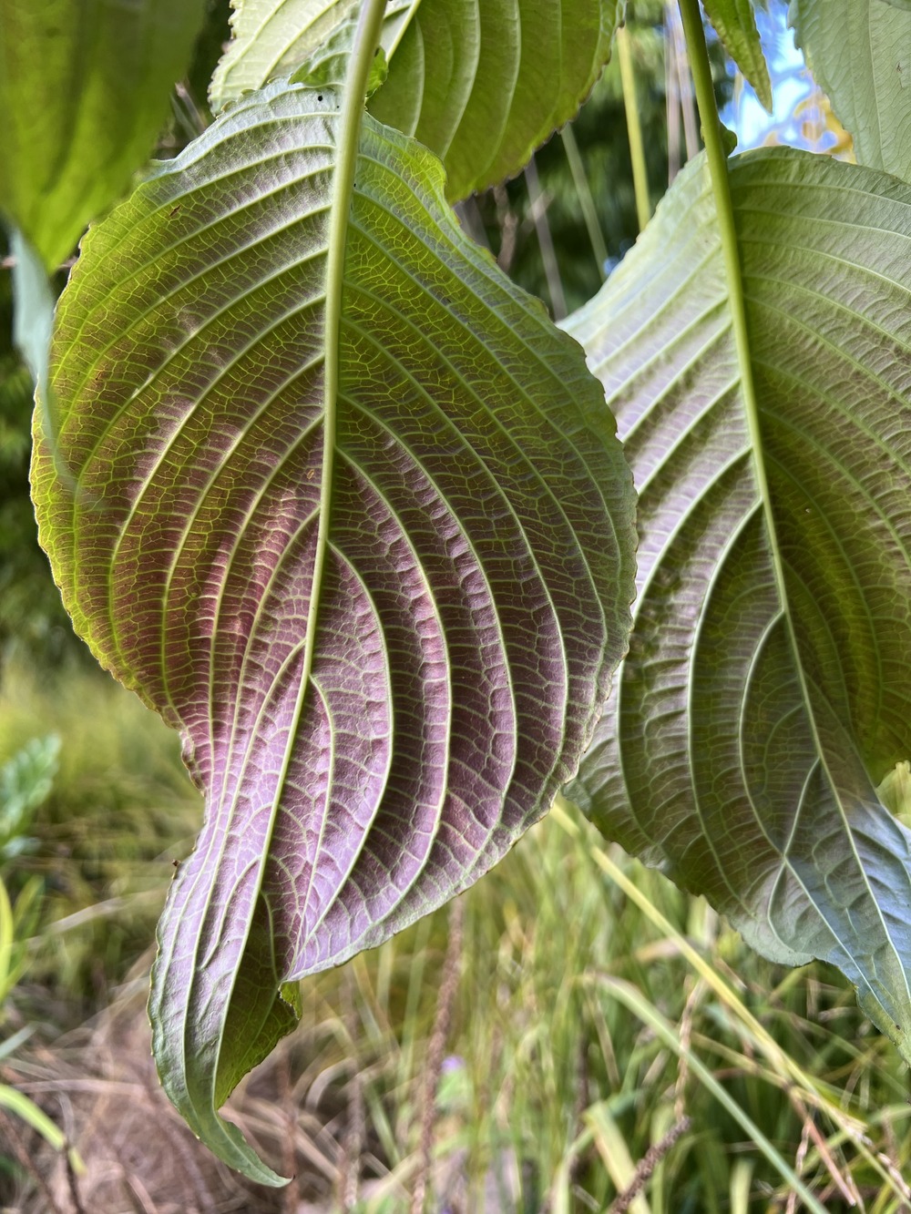 Strobilanthes mastersii | Pan Global Plants