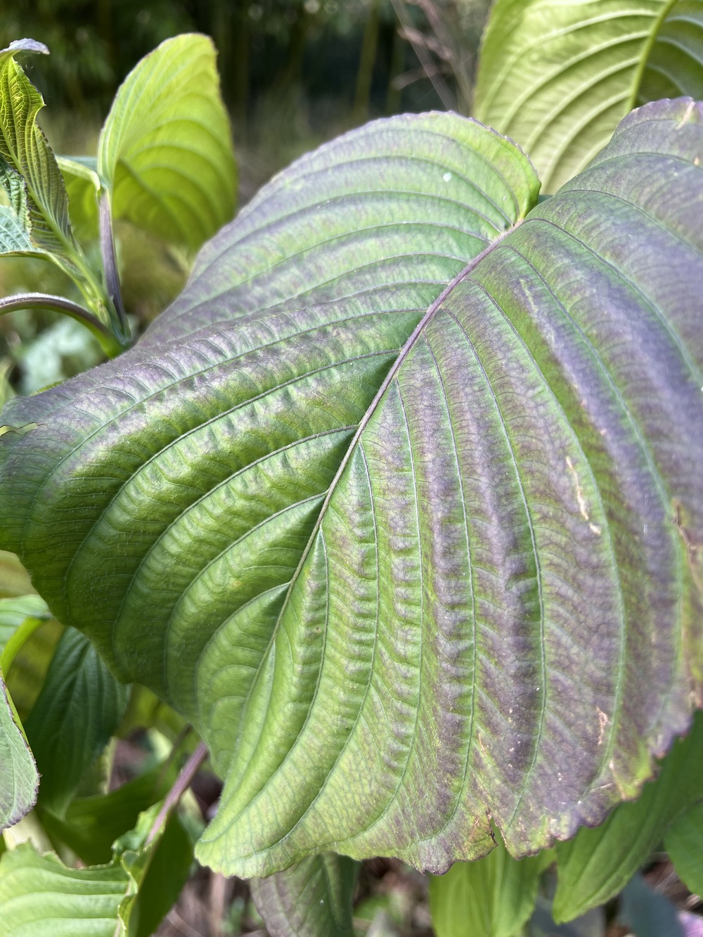 Strobilanthes mastersii | Pan Global Plants