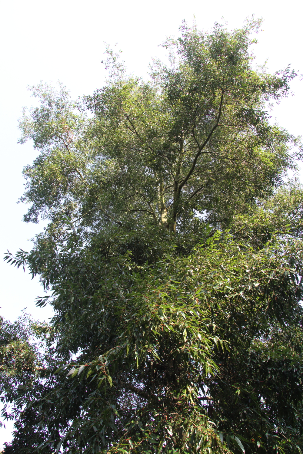 Quercus affinis | Pan Global Plants