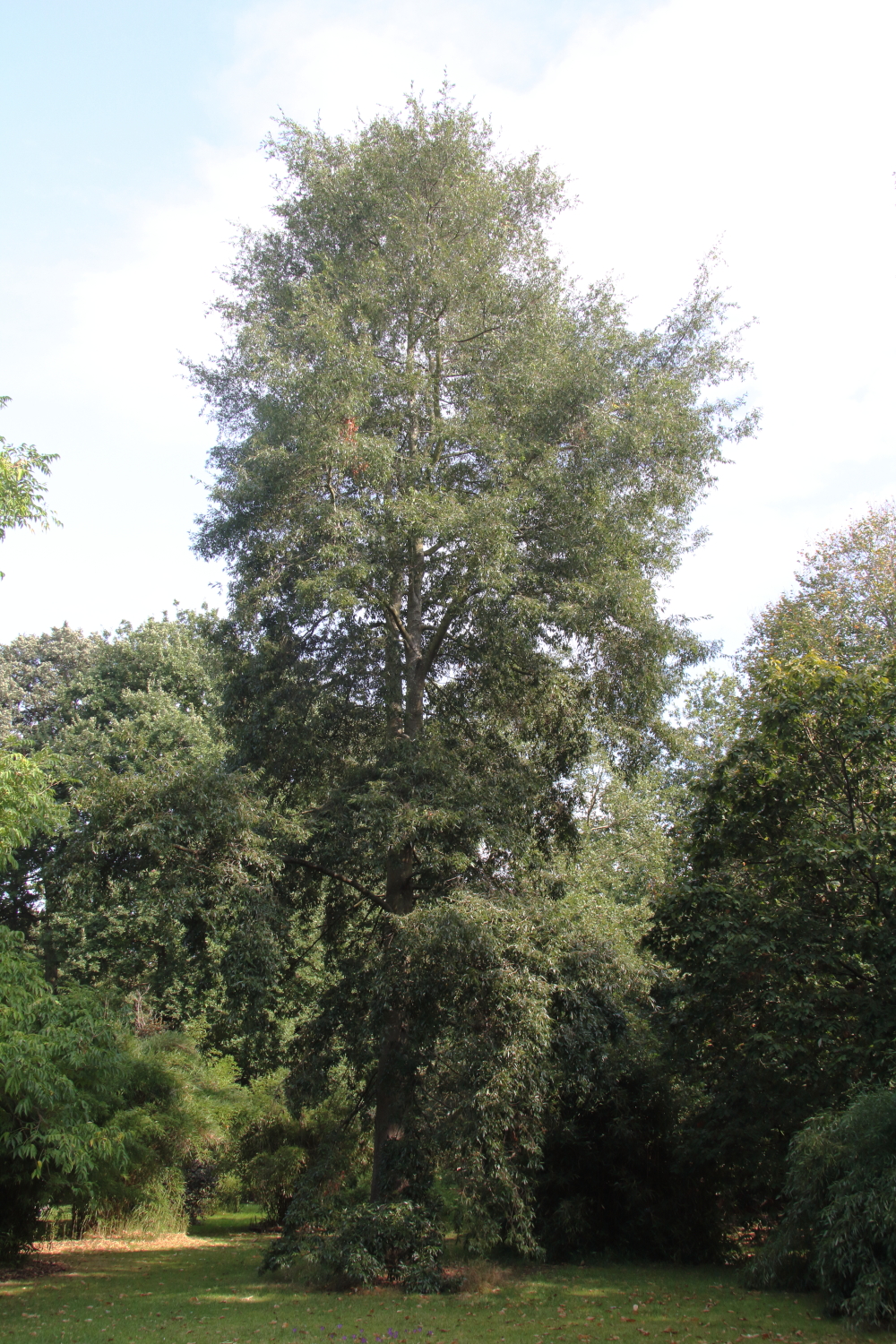 Quercus affinis | Pan Global Plants