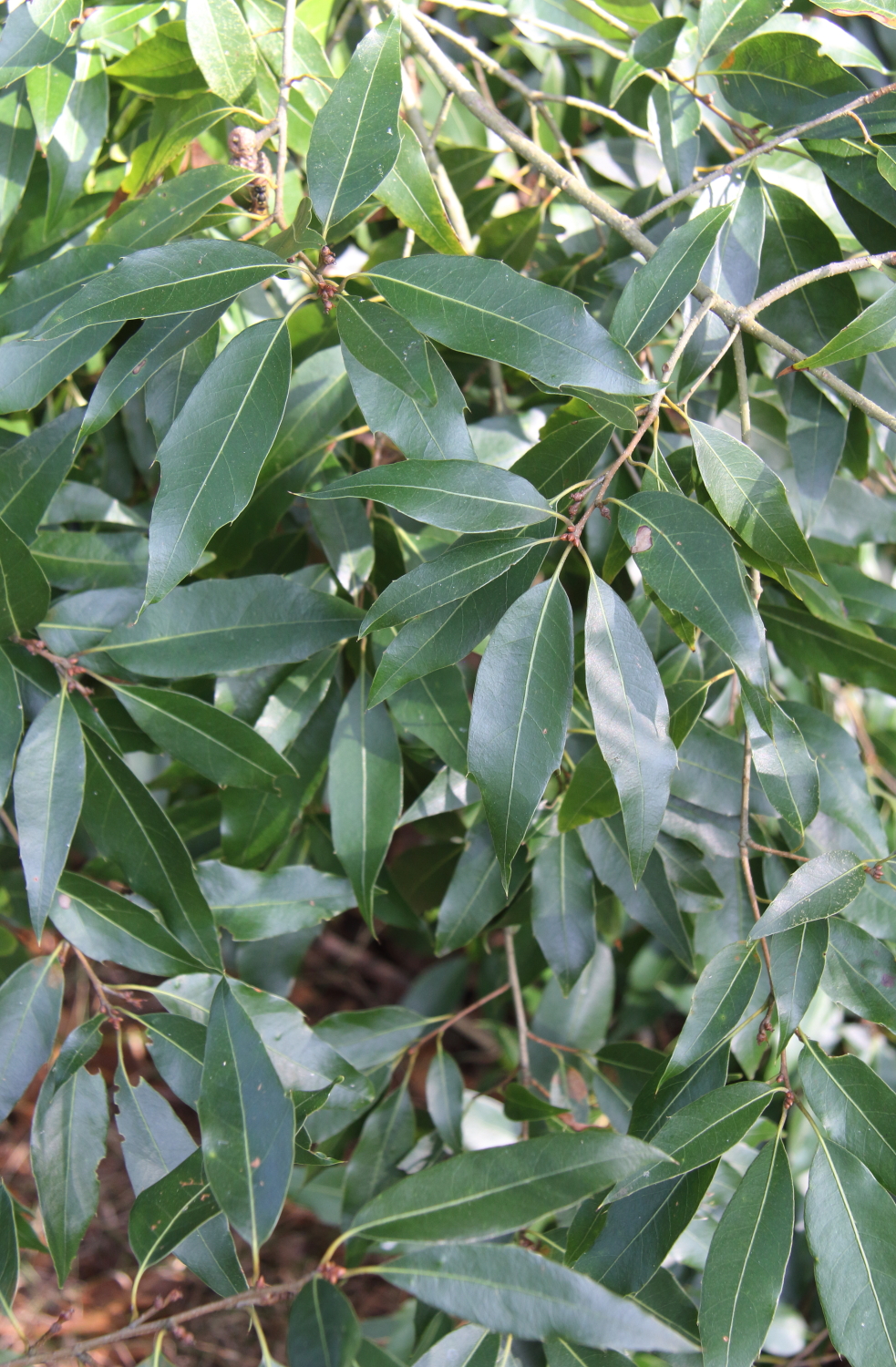 Quercus affinis | Pan Global Plants