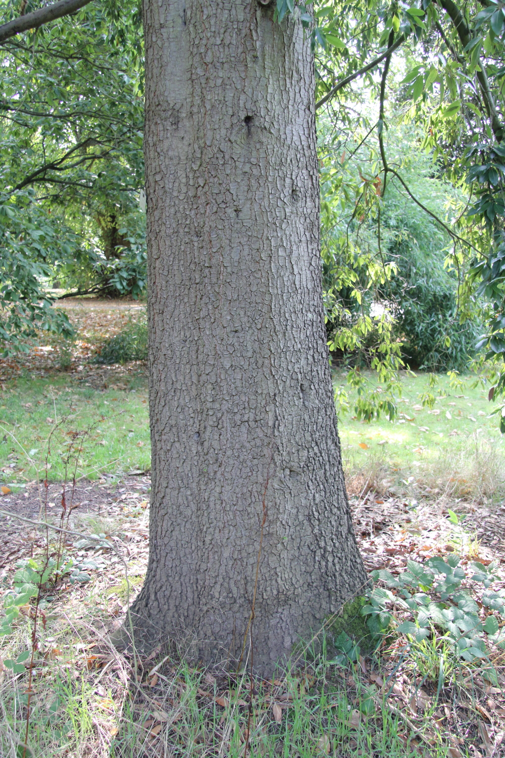 Quercus affinis | Pan Global Plants