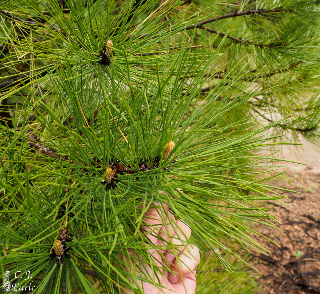 Pinus brachyptera | Pan Global Plants