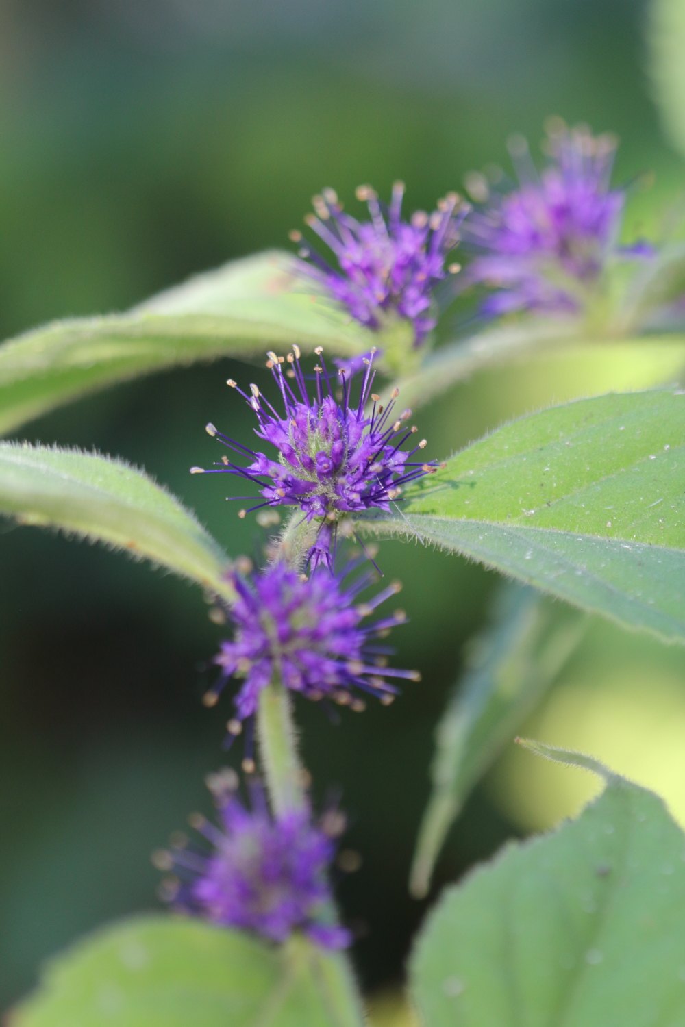 Veronicastrum villosulum | Pan Global Plants